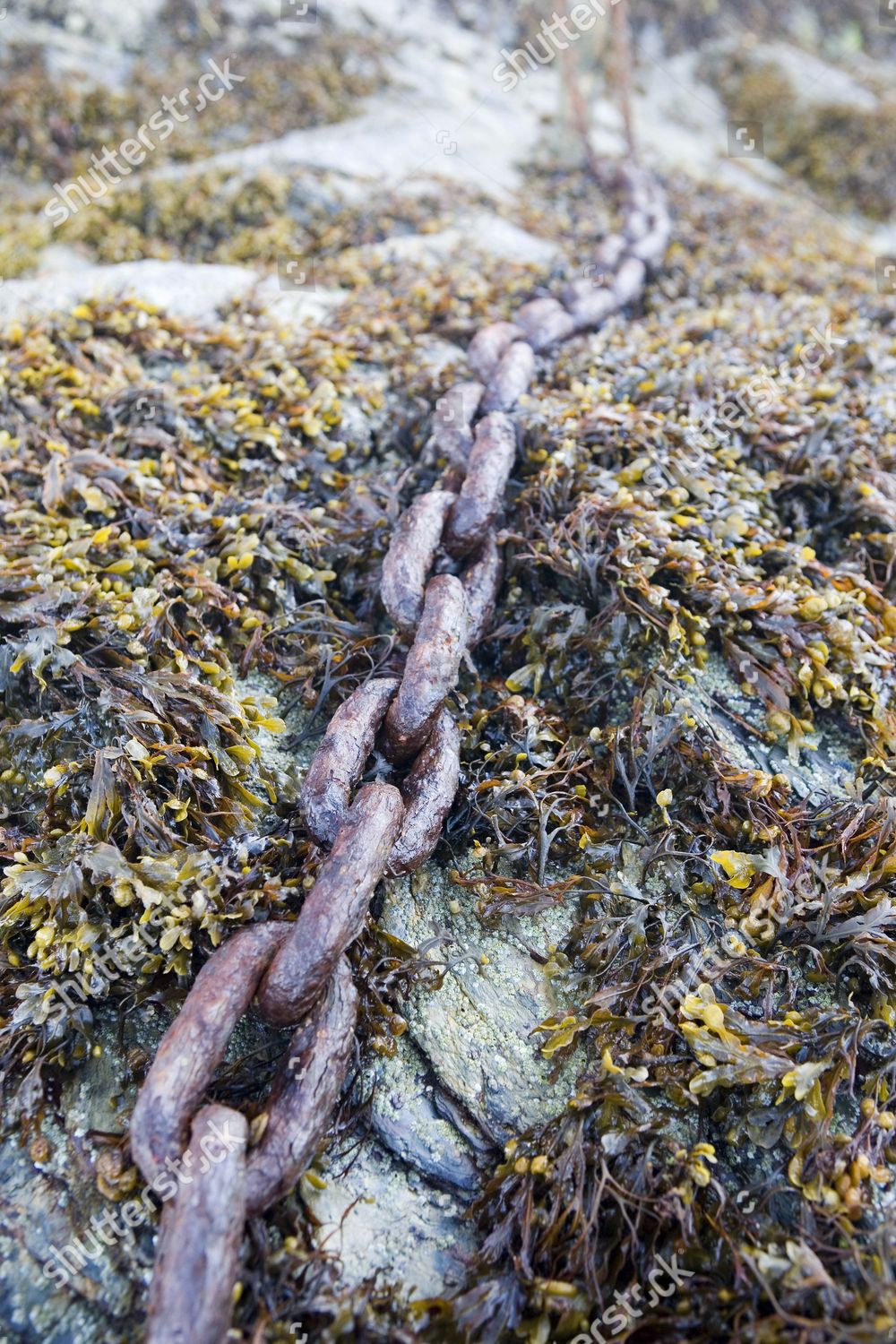 Rusty Anchor Chain On Beach Overgrown Editorial Stock Photo - Stock ...