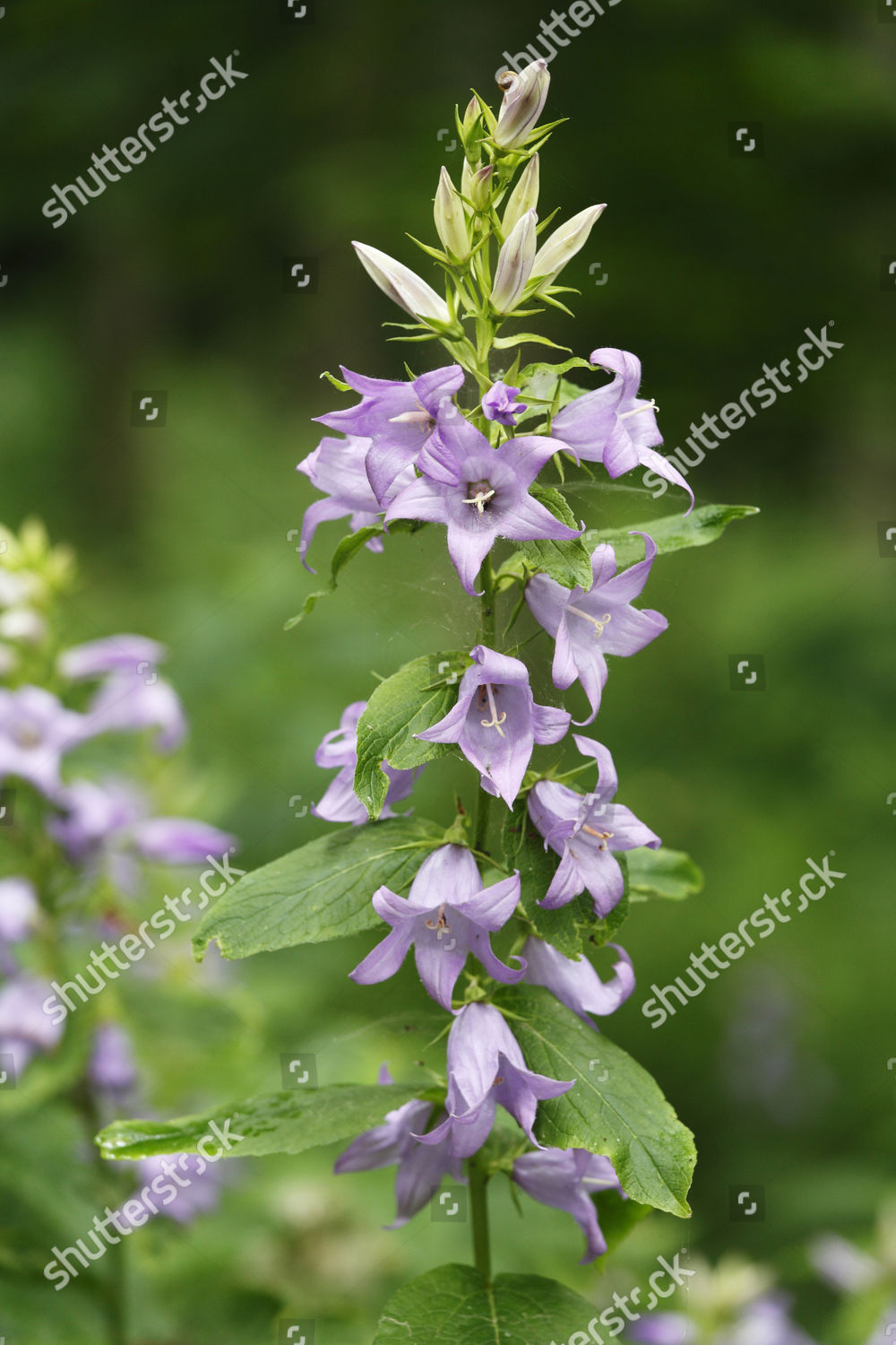 Nettleleaved Bellflower Campanula Trachelium Rhoen Mountains Editorial ...