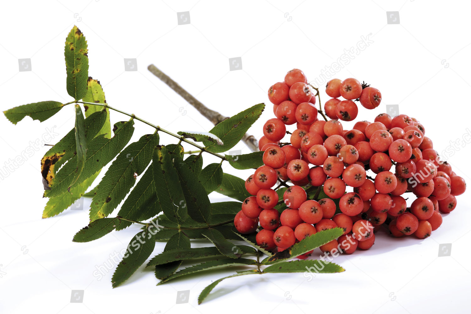 Rowan European Rowan Sorbus Aucuparia Editorial Stock Photo - Stock ...