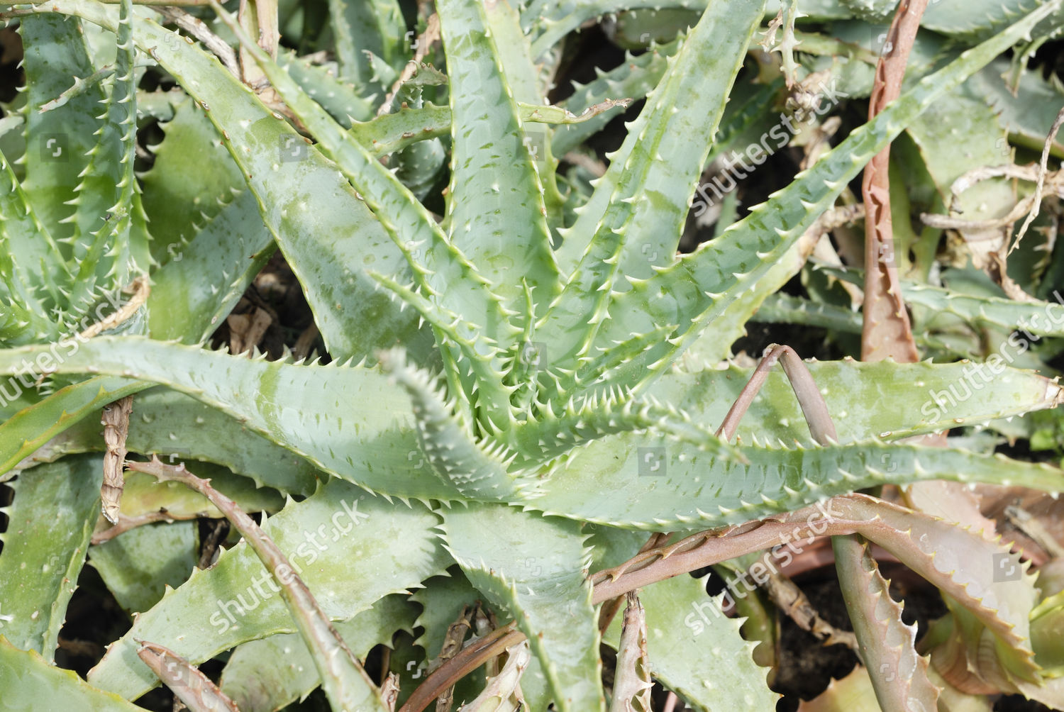 Cape Aloe Aloe Ferrox Editorial Stock Photo - Stock Image | Shutterstock