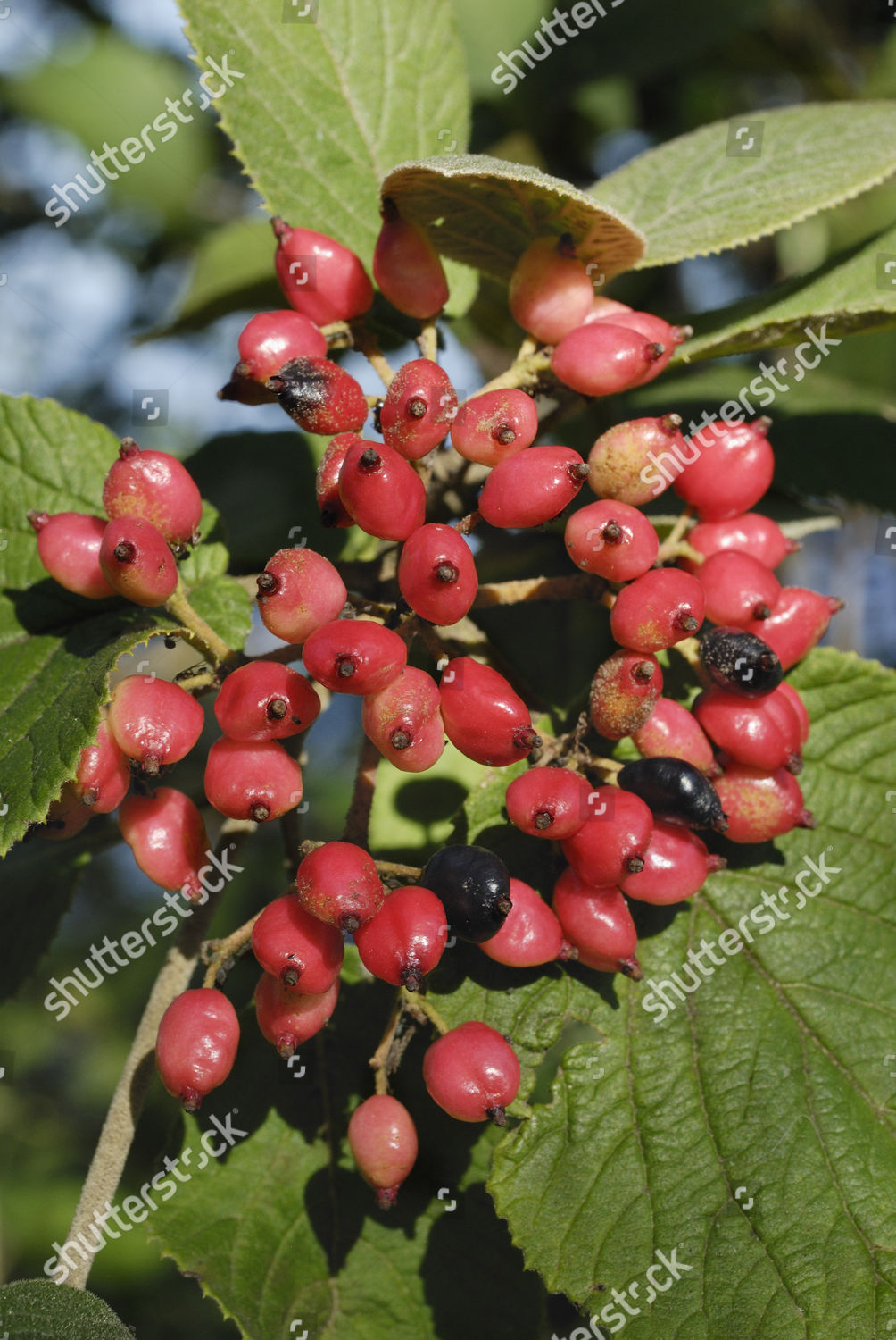 Red Berries Wayfaring Tree Viburnum Lantana Editorial Stock Photo ...