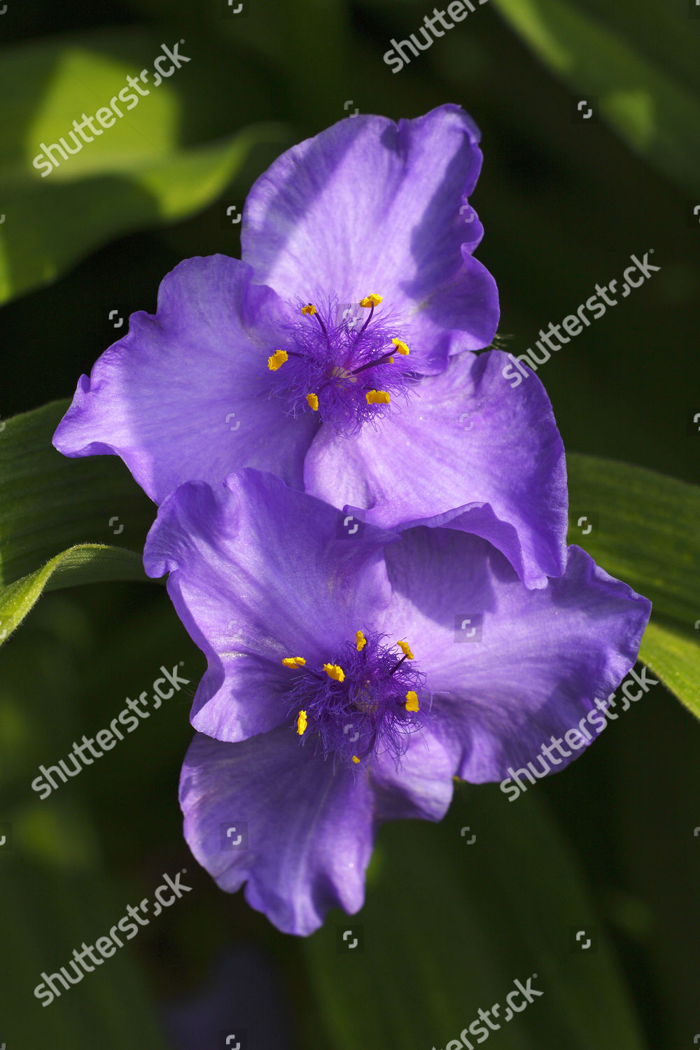 Flowering Trinity Flower White Spiderwort Tradescantia Editorial Stock ...