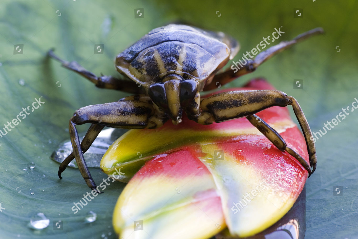 Aquatic Bug Nepomorpha Resting On Flower Editorial Stock Photo - Stock ...