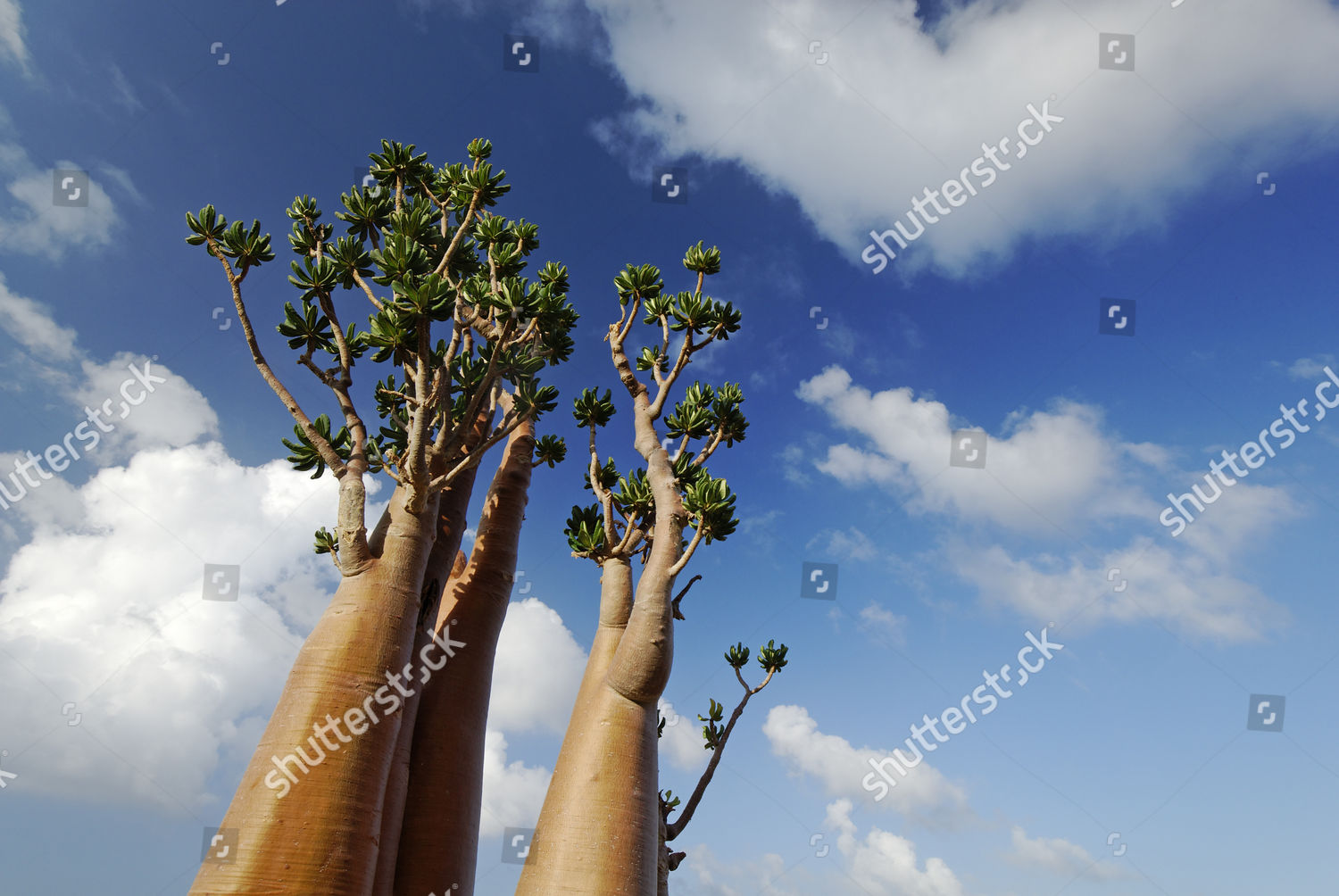 Endemic Socotra Desert Rose Bottle Tree Editorial Stock Photo - Stock ...