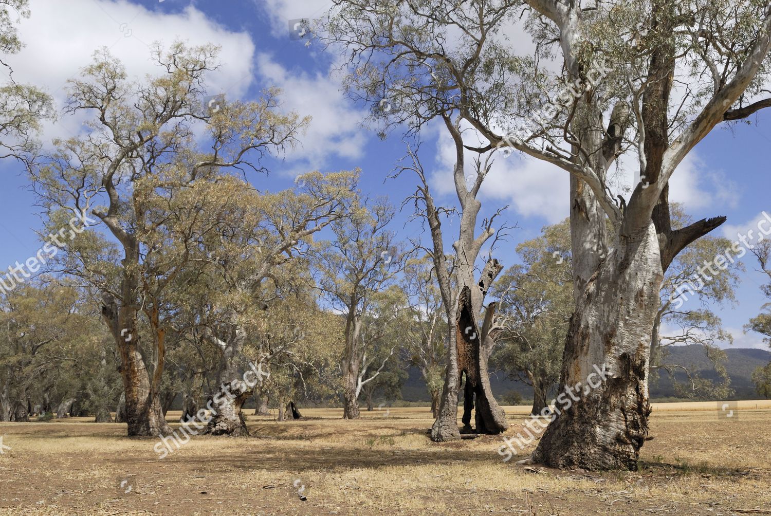 Ancient Eucalyptus Trees River Valley Melrose Editorial Stock Photo ...