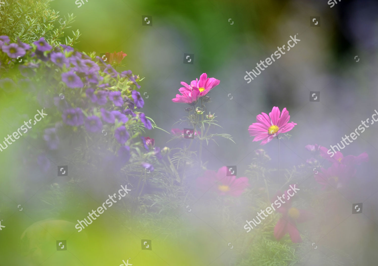 Meadow Lavender Lavandula Angustifolia Cosmos Mexican Editorial Stock ...