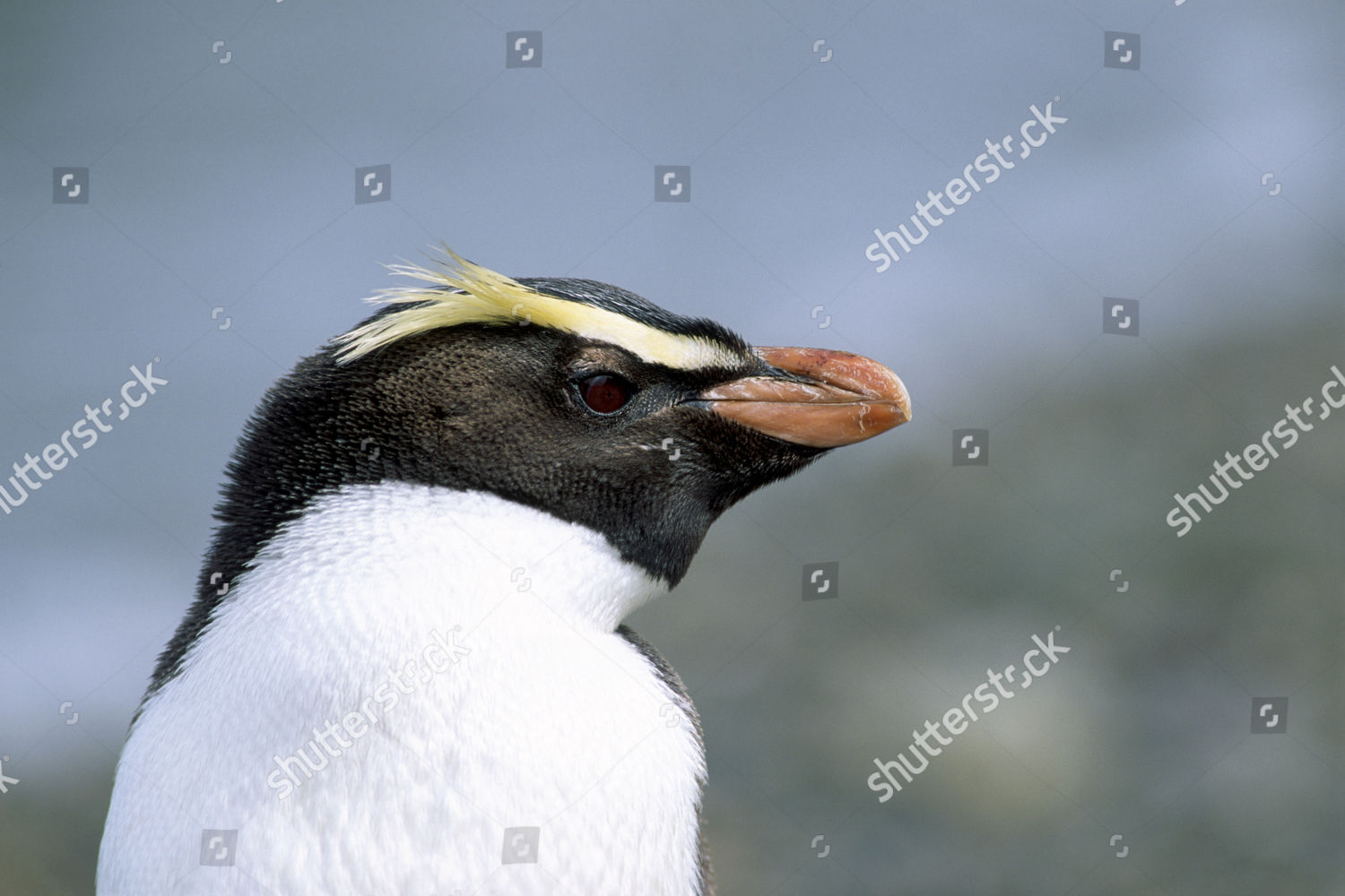 Fiordland Crested Penguin Eudyptes Pachyrhynchus Portrait Editorial ...