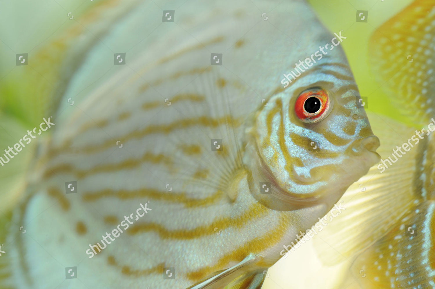 Blue Green Discus Fish Symphysodon Editorial Stock Photo - Stock Image ...