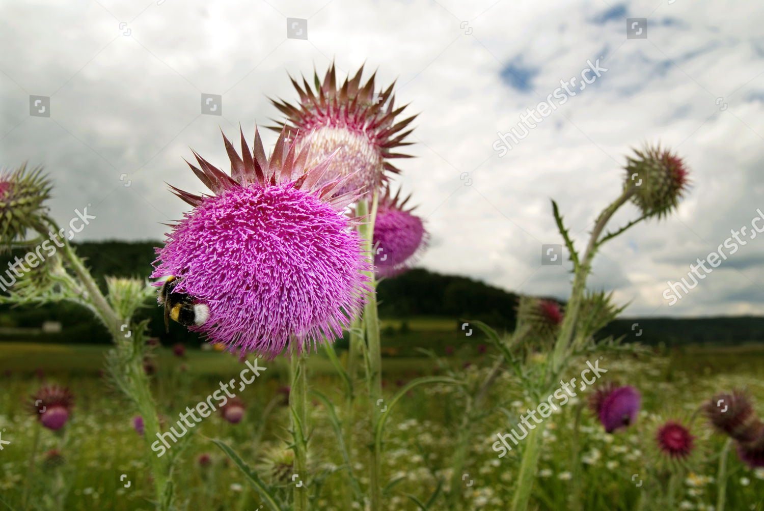 Musk Thistles Carduus Nutans Editorial Stock Photo - Stock Image ...