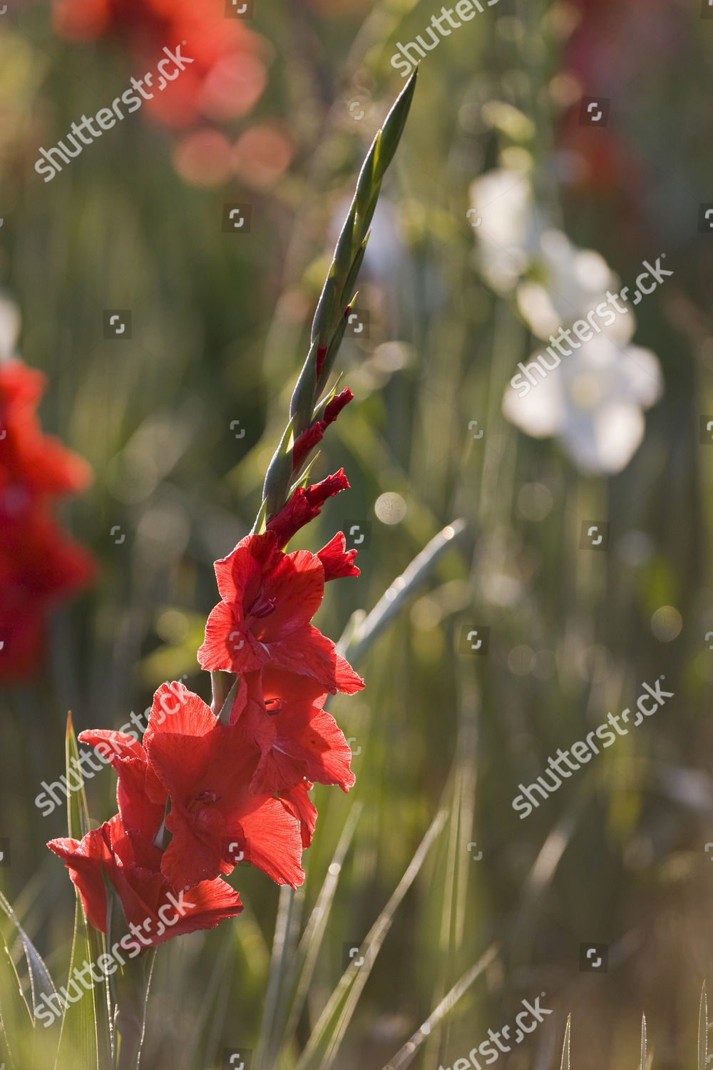 Gladiolus Sword Lily Gladiolus Iridaceae Family Editorial Stock Photo ...