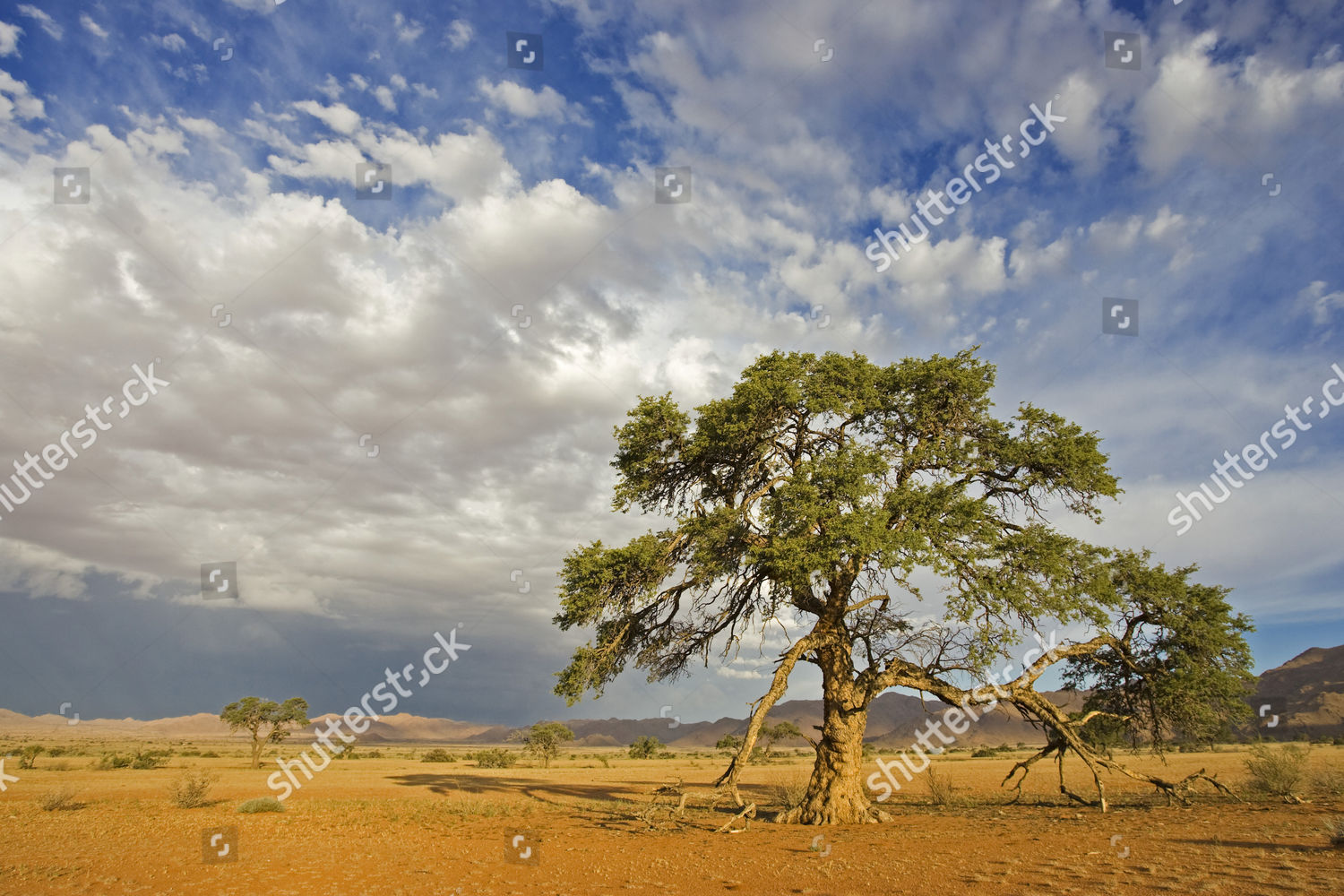 Camelthorn Camel Thorn Tree Acacia Erioloba Editorial Stock Photo ...