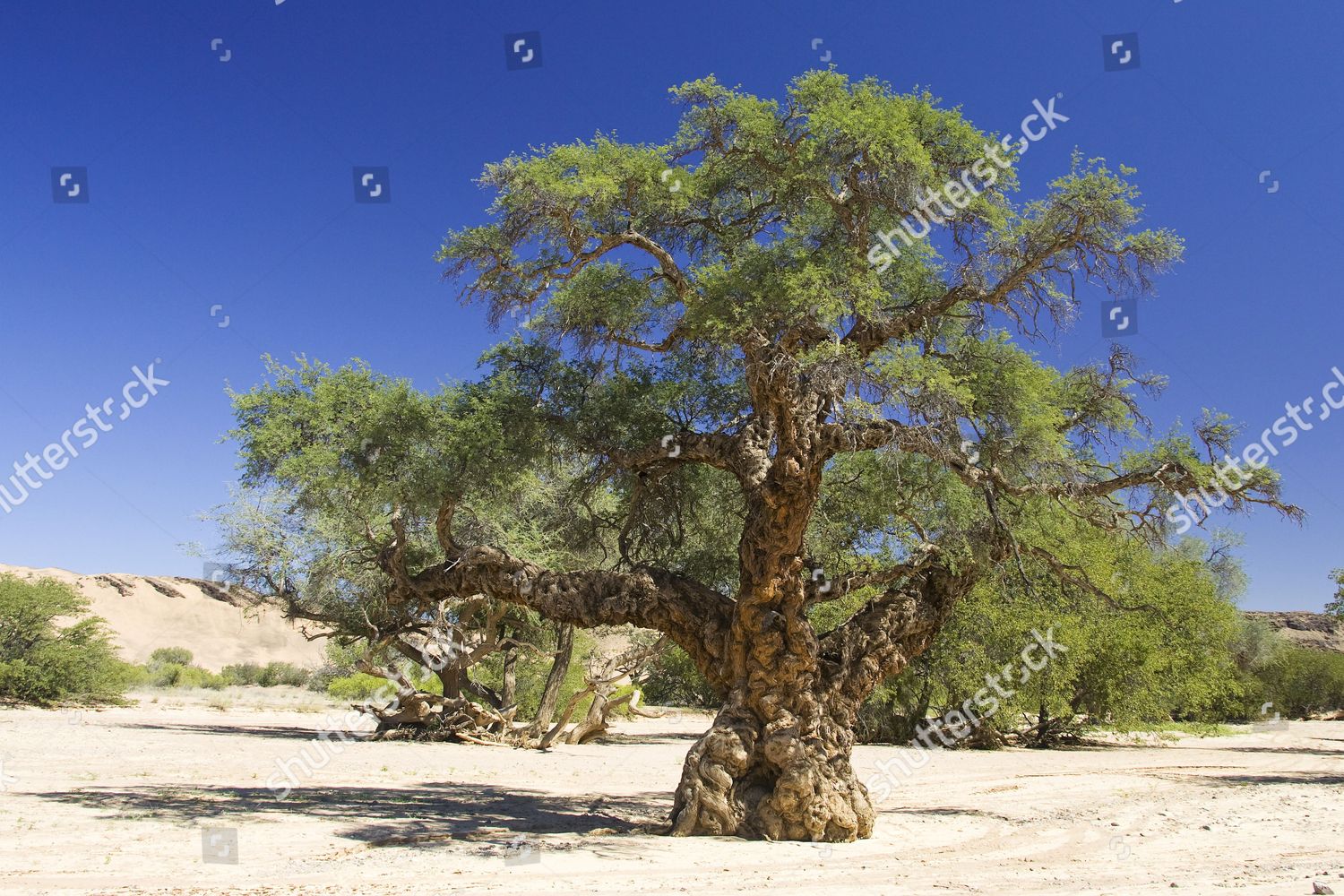 Applering Acacia Ana Tree Faidherbia Albida Editorial Stock Photo ...
