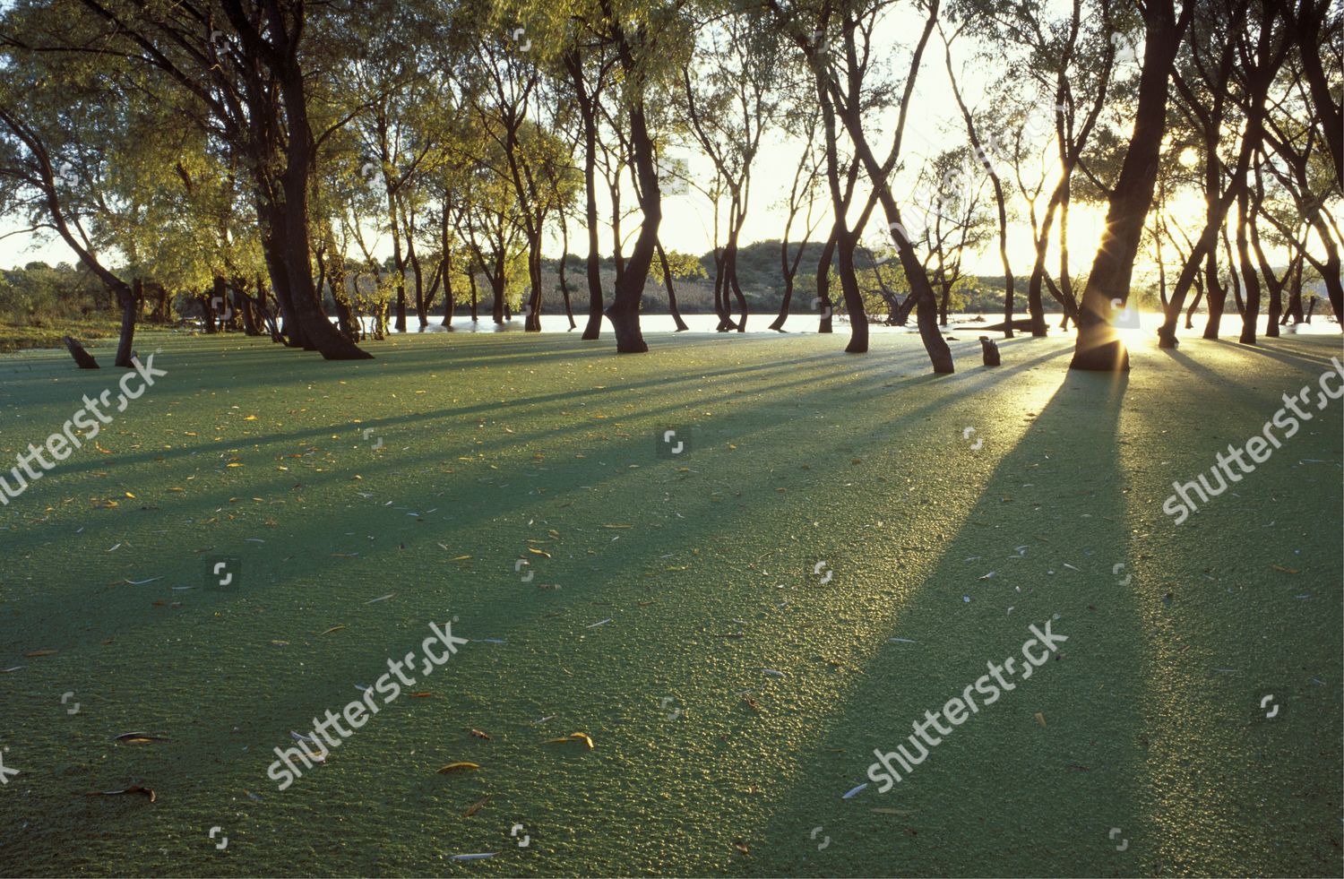 Reservoir Dam Covered Algae Sierra Fria Editorial Stock Photo - Stock ...