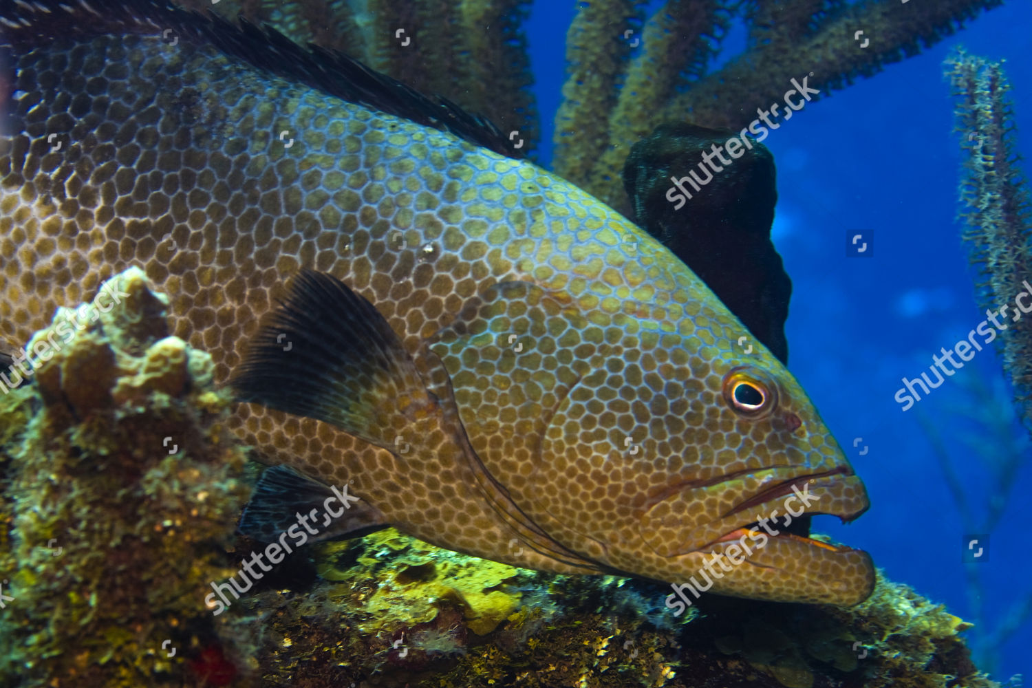 Tiger Grouper Mycteroperca Tigris Roatan Honduras Editorial Stock Photo ...