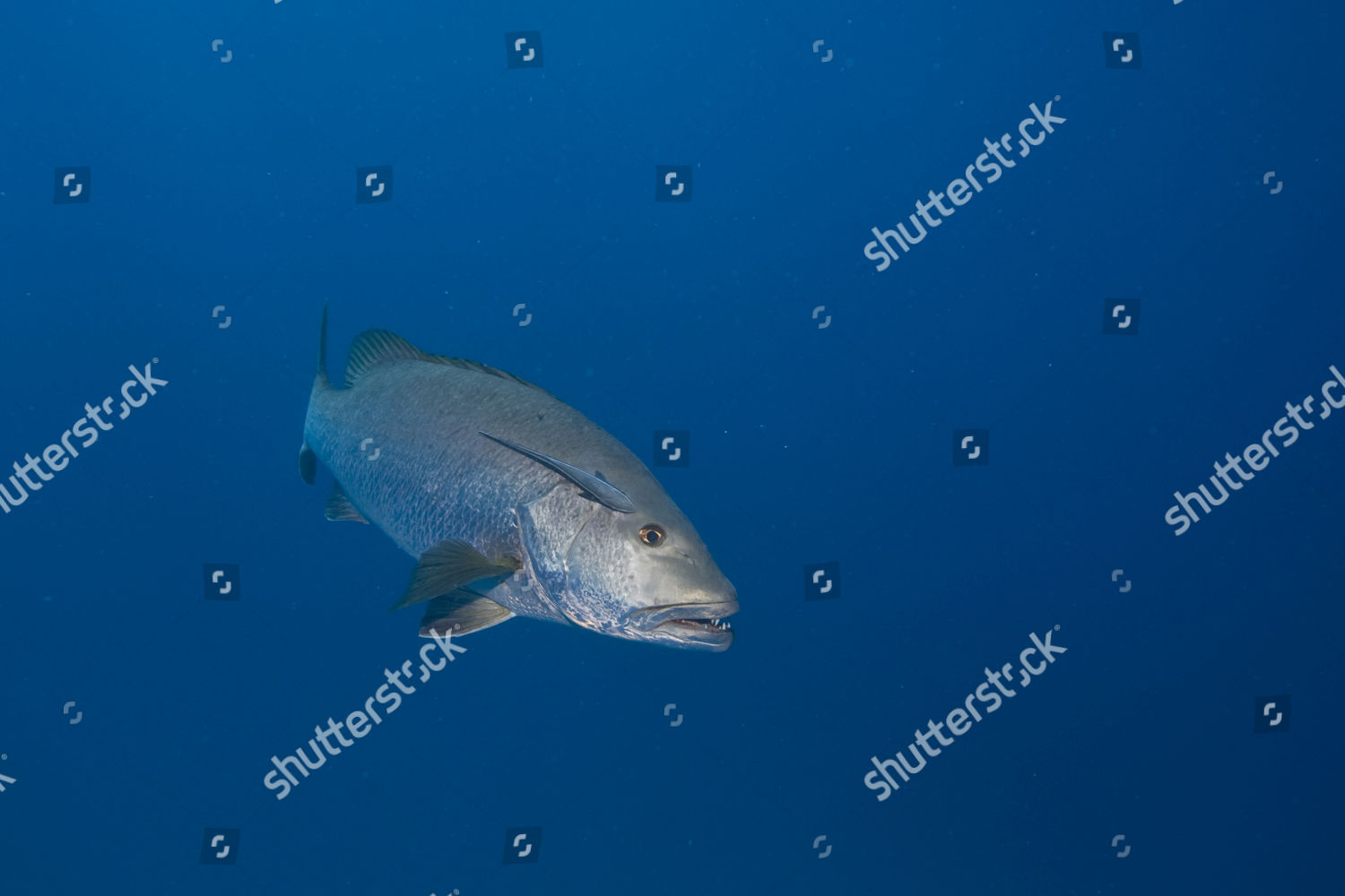 Twinspot Twospot Red Snapper Lutjanus Bohar Editorial Stock Photo ...
