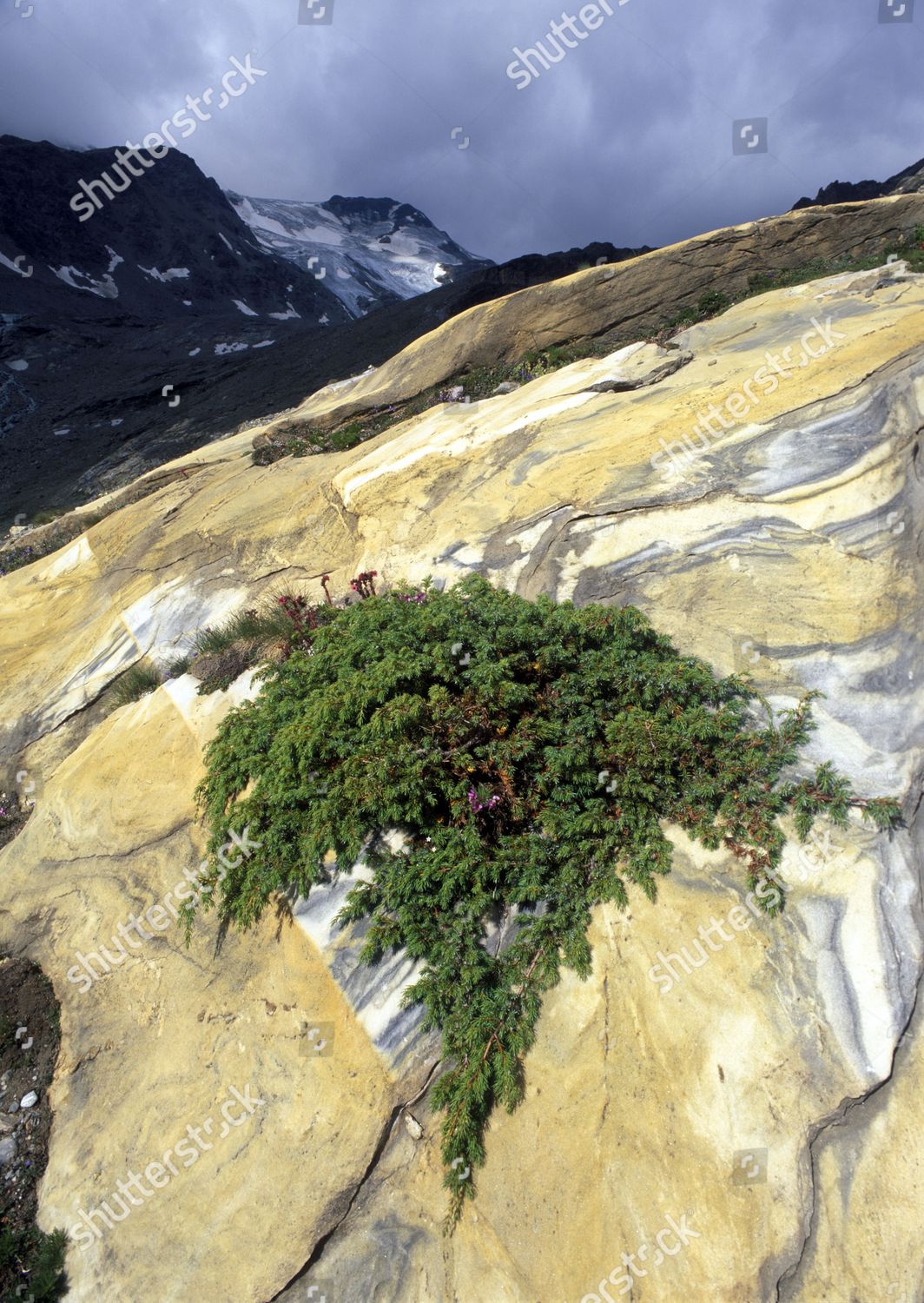 Alpine Juniper Juniperus Communis Var Alpina Editorial Stock Photo ...