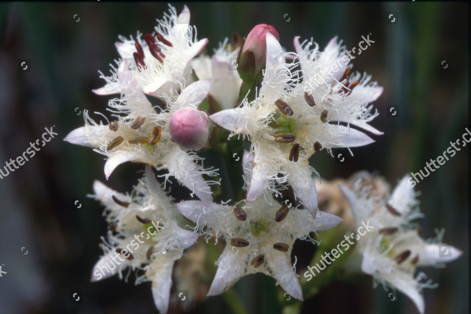 Bog Bean Buckbean Menyanthes Trifoliata Schwaz Editorial Stock Photo ...