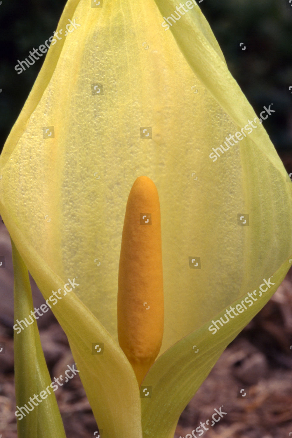 Wild Arum Arum Maculatum Editorial Stock Photo - Stock Image | Shutterstock