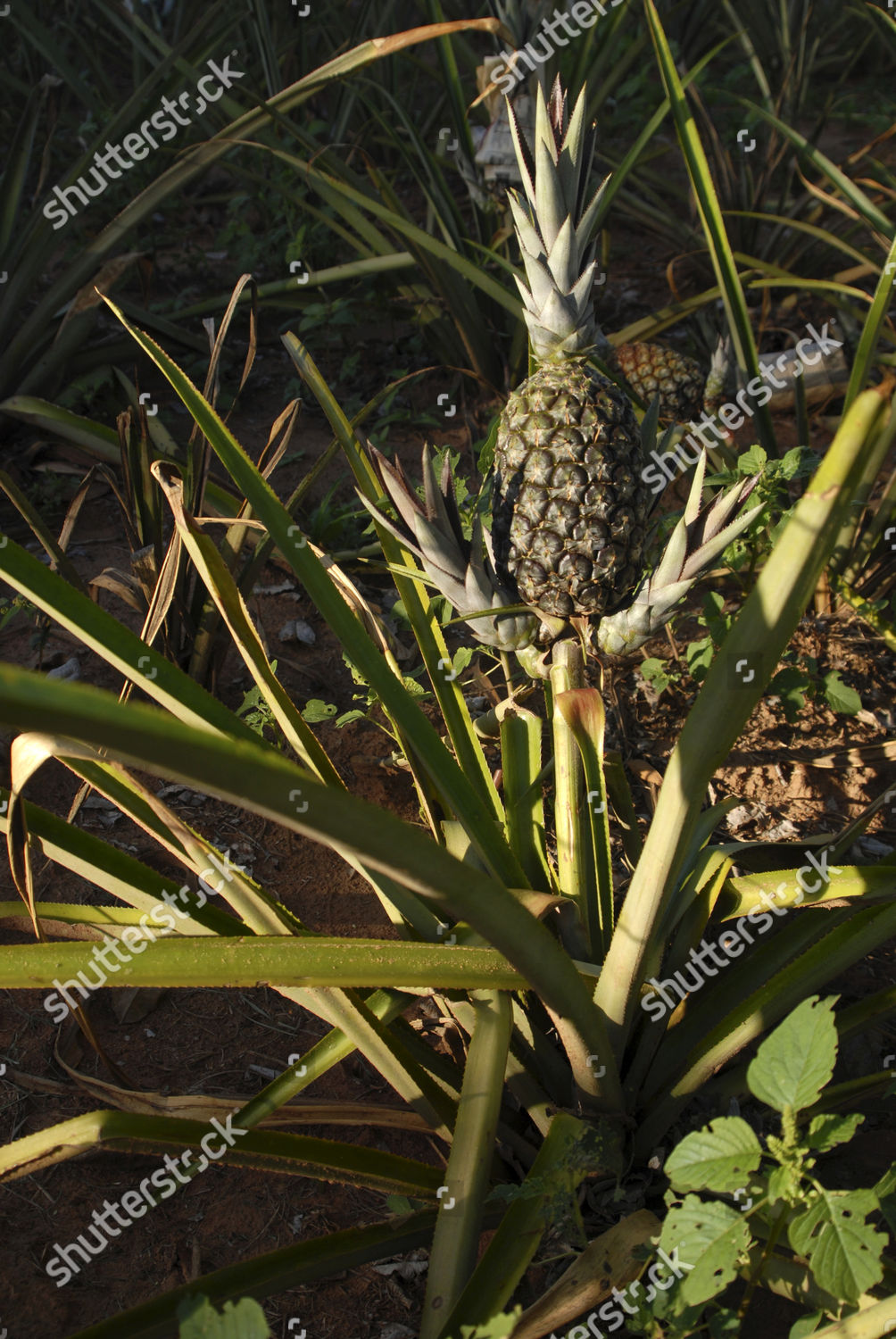 Pineapple Ananas Comosus Fruit Growing On Editorial Stock Photo - Stock ...