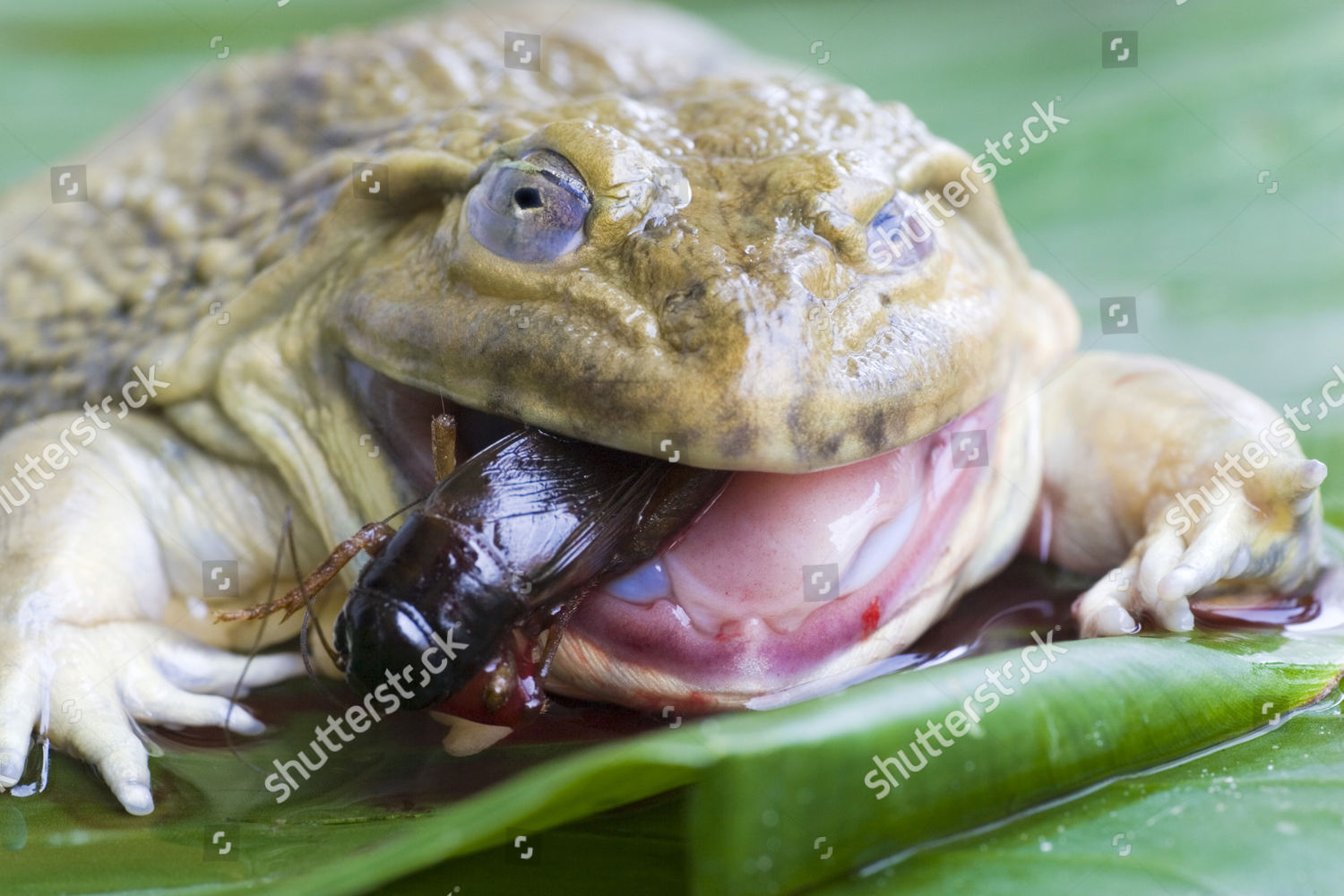 Toad Bufonidae Eating Cricket Gryllidae Editorial Stock Photo - Stock ...