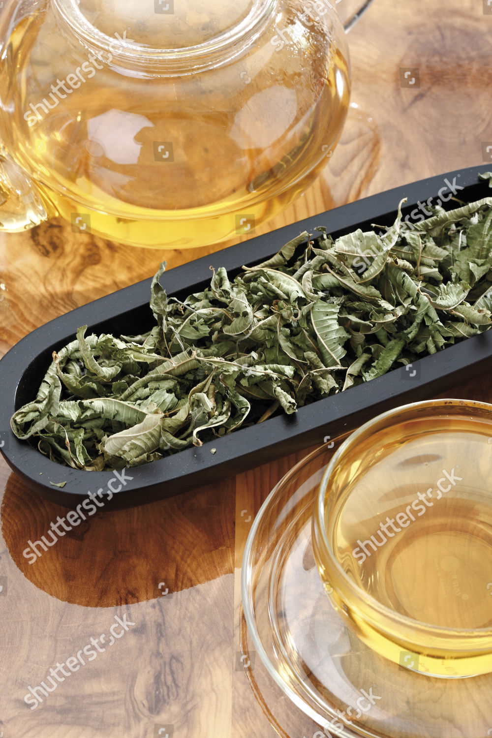 Verbena Vervain Tea Verbena Officinalis Editorial Stock Photo - Stock ...