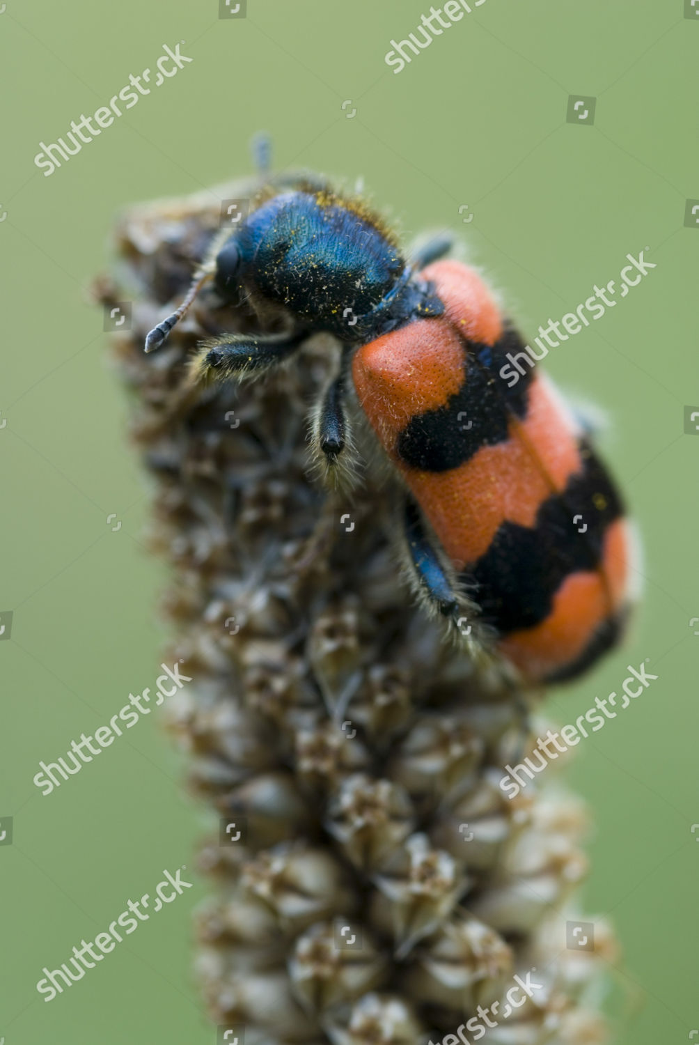 Checkered Bee Beetle Trichodes Apiarius Gertrude Editorial Stock Photo ...