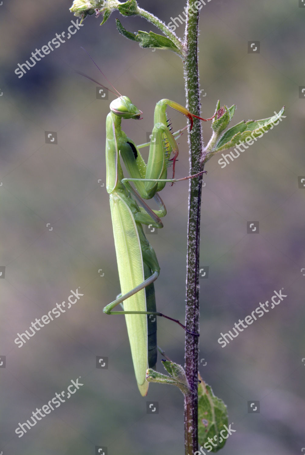 European Praying Mantis Mantis Religiosa Feldthurns Editorial Stock ...