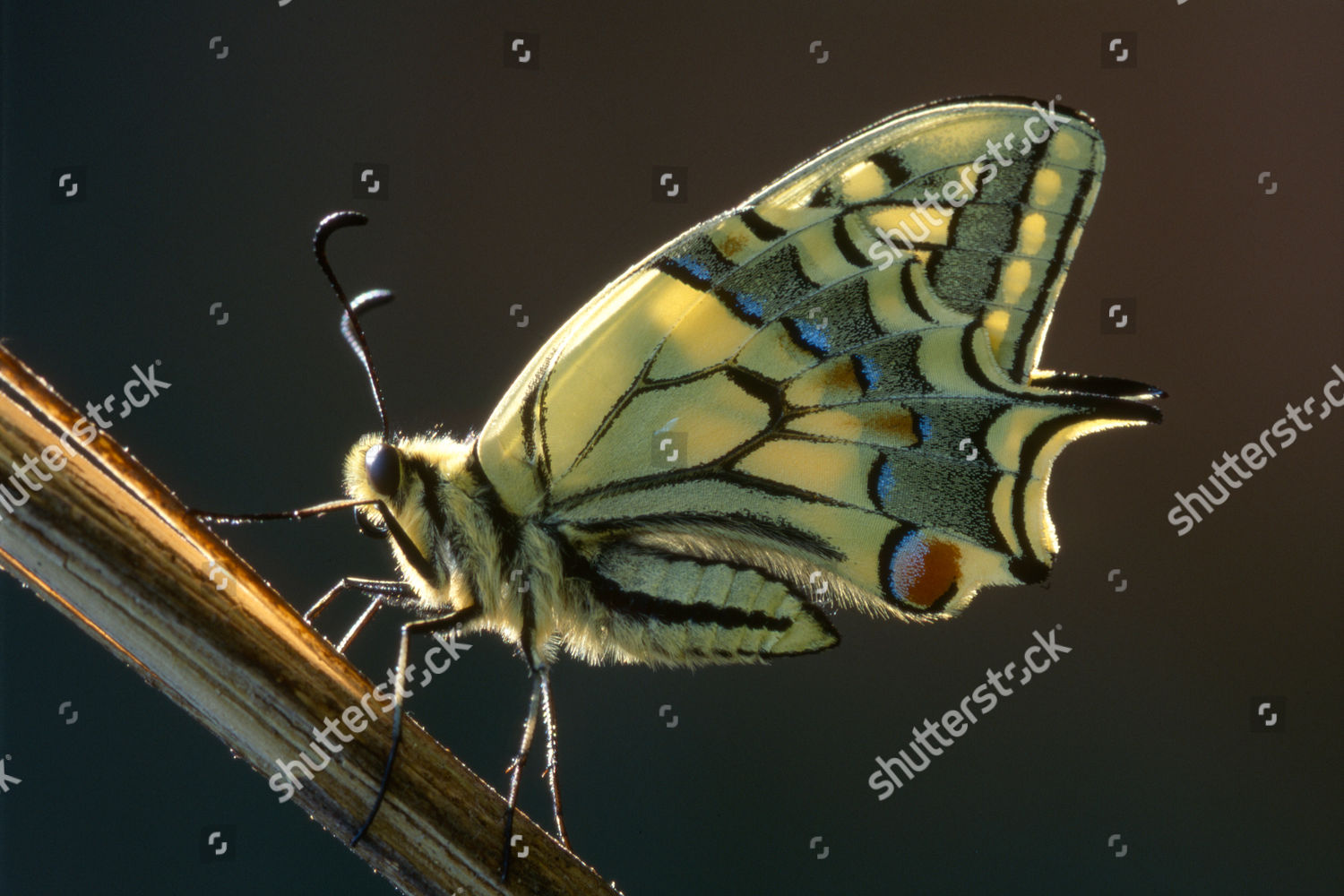 Old World Swallowtail Common Yellow Swallowtail Editorial Stock Photo - Stock Image | Shutterstock