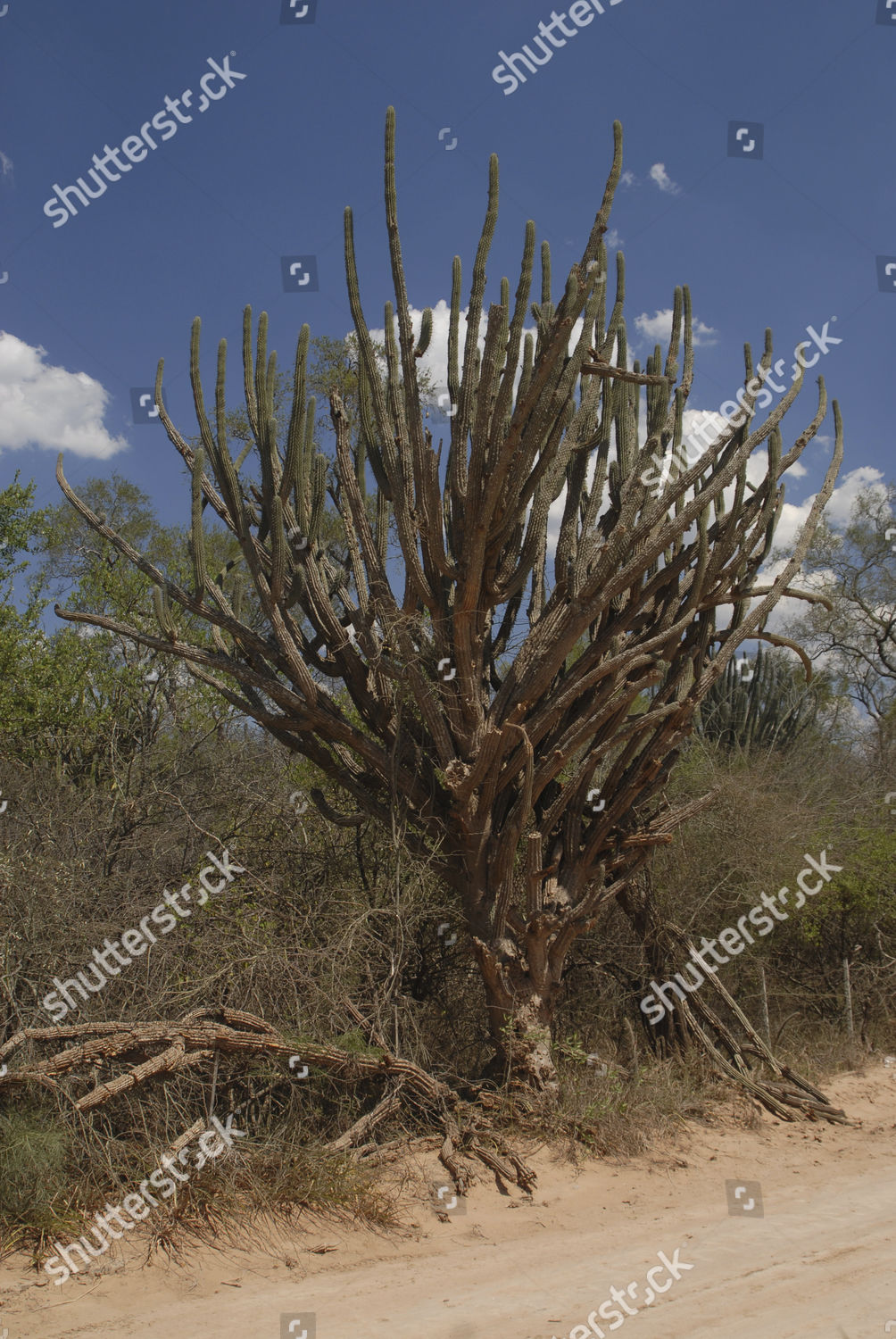 Cactus Tree Cereus Sp Arid Landscape Editorial Stock Photo - Stock ...