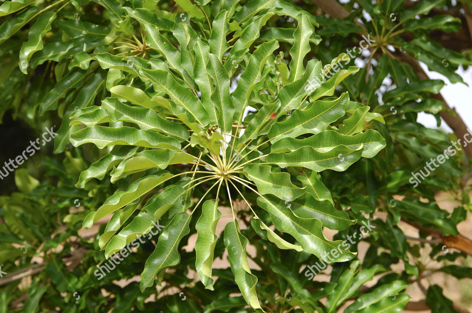 Foliage Shea Butter Tree Karite Tree Editorial Stock Photo - Stock ...