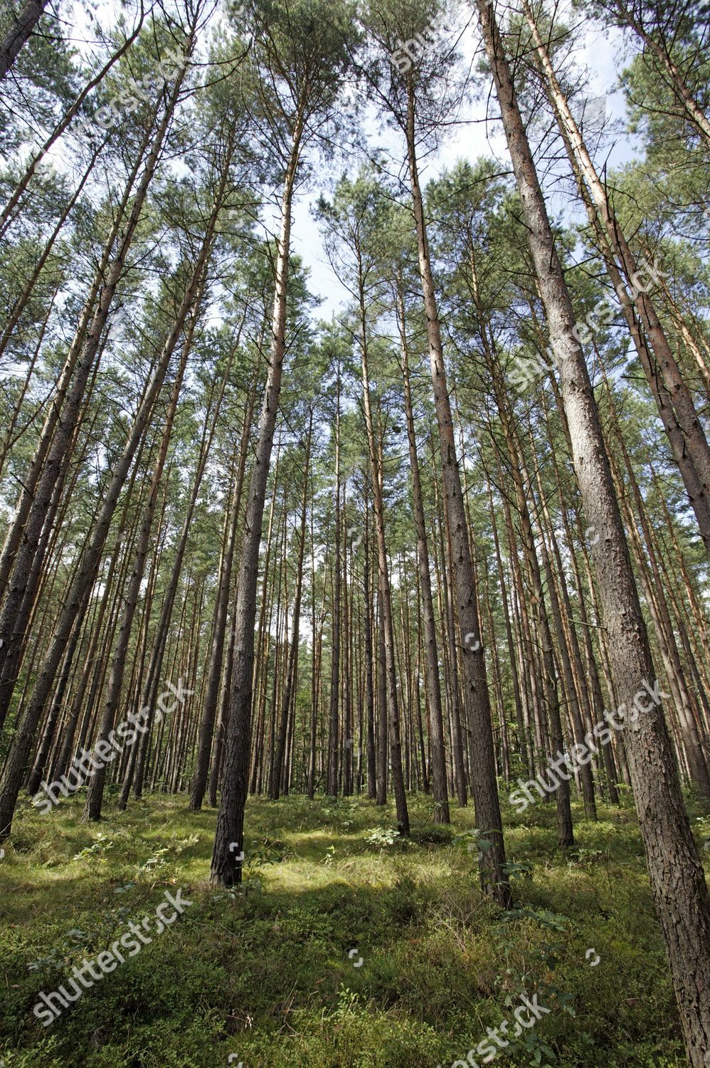 Distorted Coniferous Forest Mecklenburgwestern Pomerania Germany ...