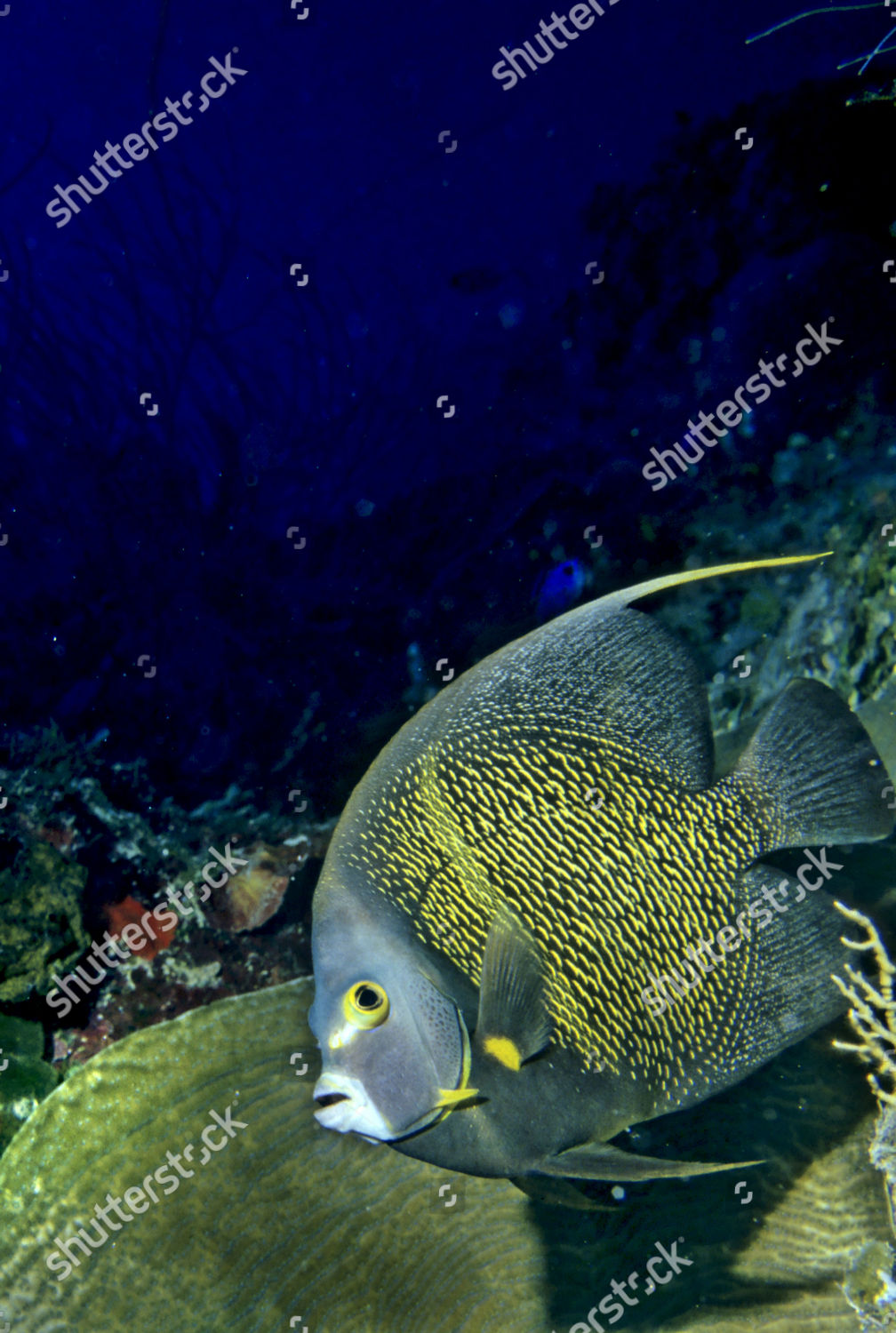 French Angelfish Pomacanthus Paru Bahamas Caribbean Editorial Stock ...