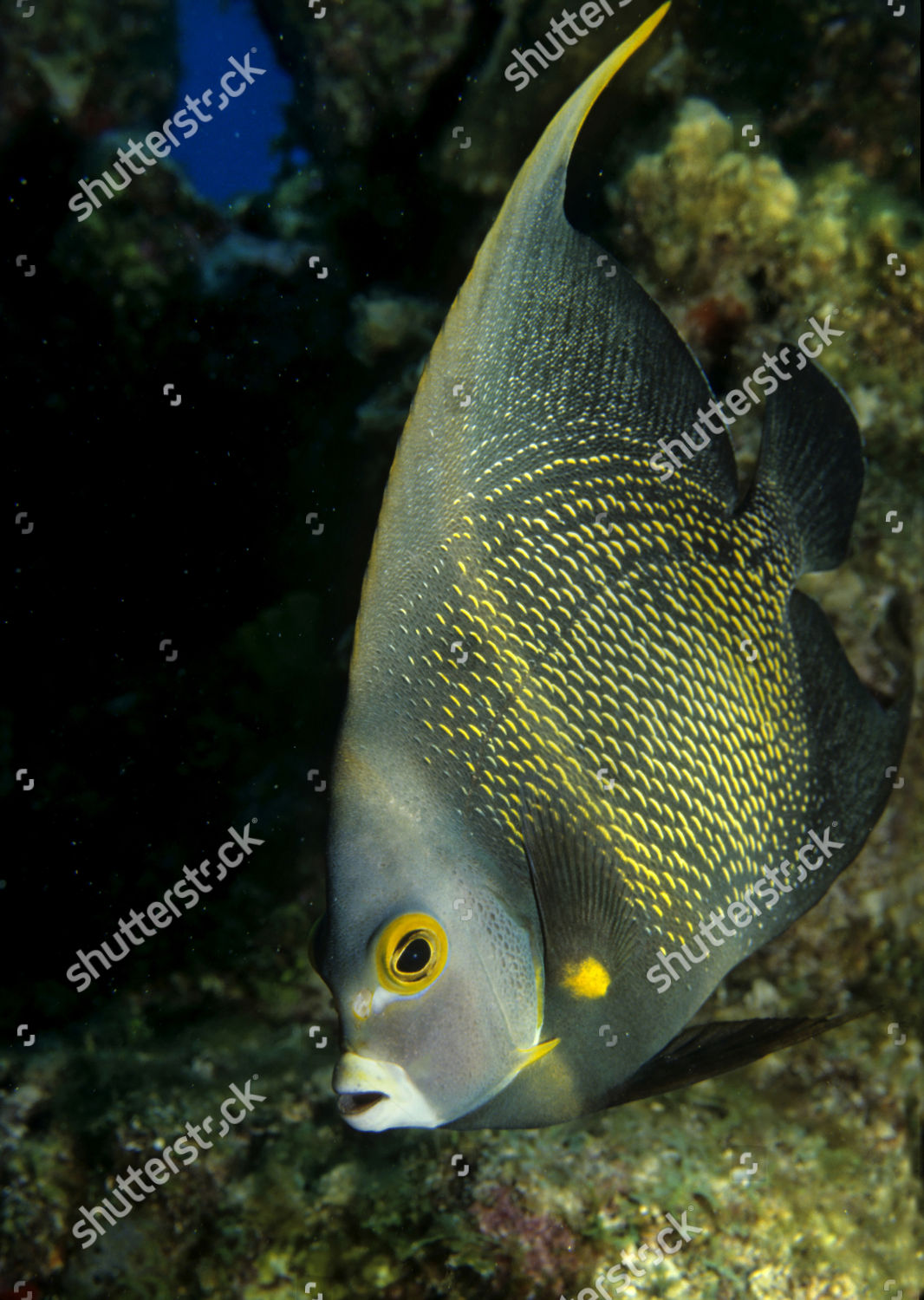 French Angelfish Pomacanthus Paru Bahamas Caribbean Editorial Stock ...