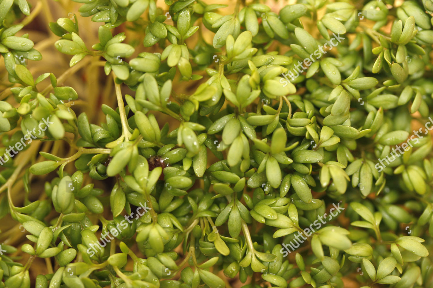 Garden Cress Pepper Grass Lepidium Sativum Editorial Stock Photo ...