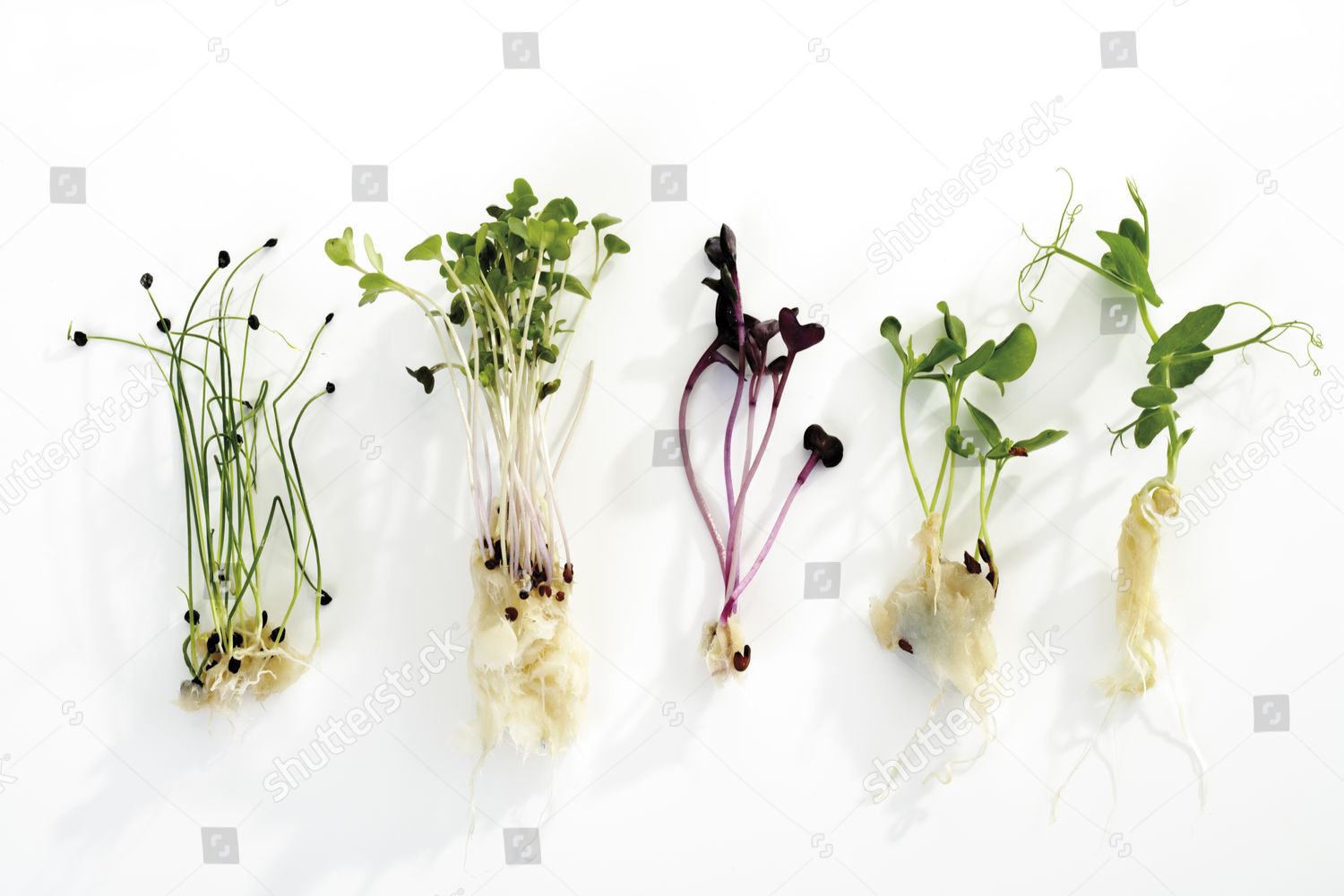 Assorted Cress Rock Chives Tahoon Daikon Editorial Stock Photo - Stock ...