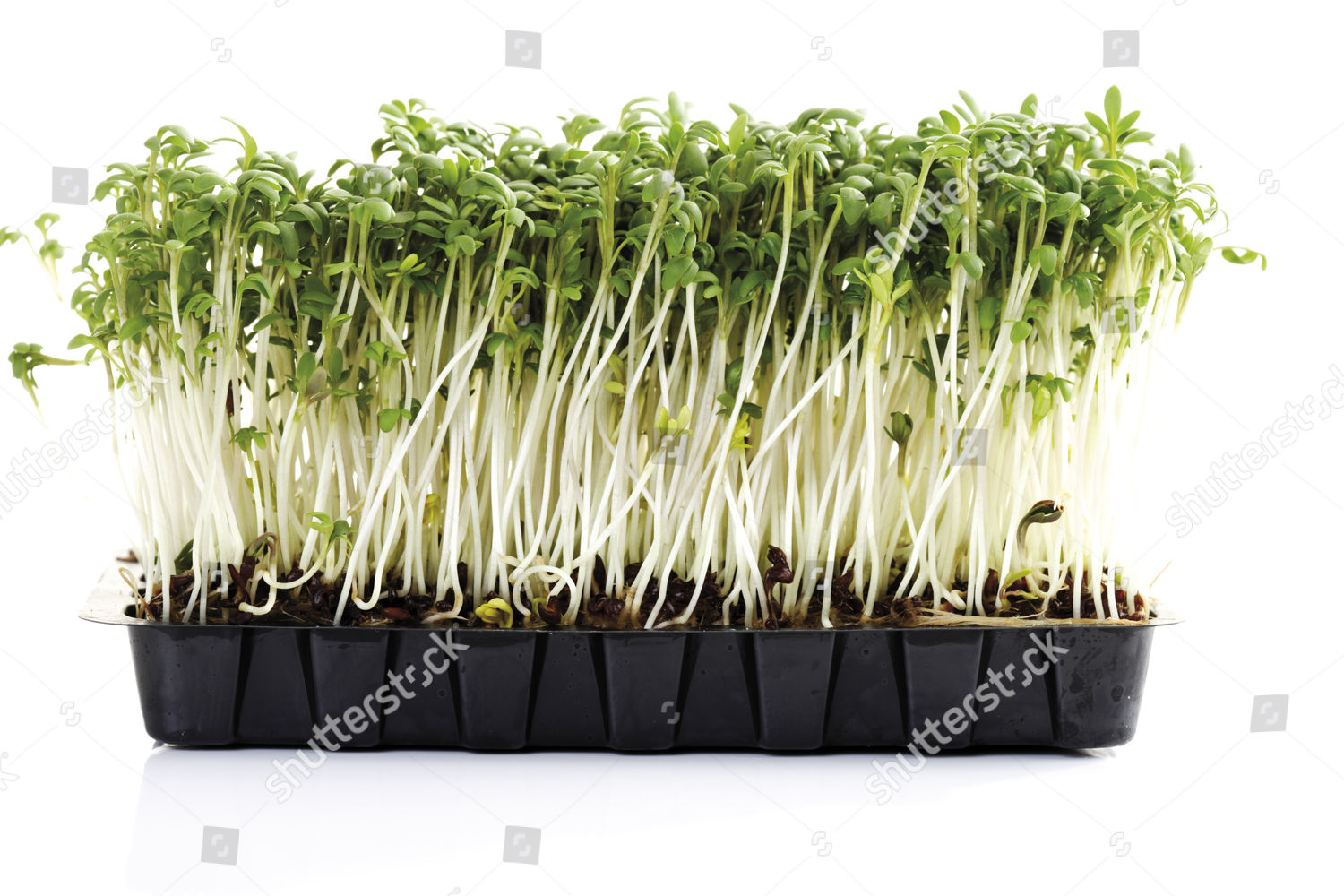 Garden Cress Pepper Grass Lepidium Sativum Editorial Stock Photo ...