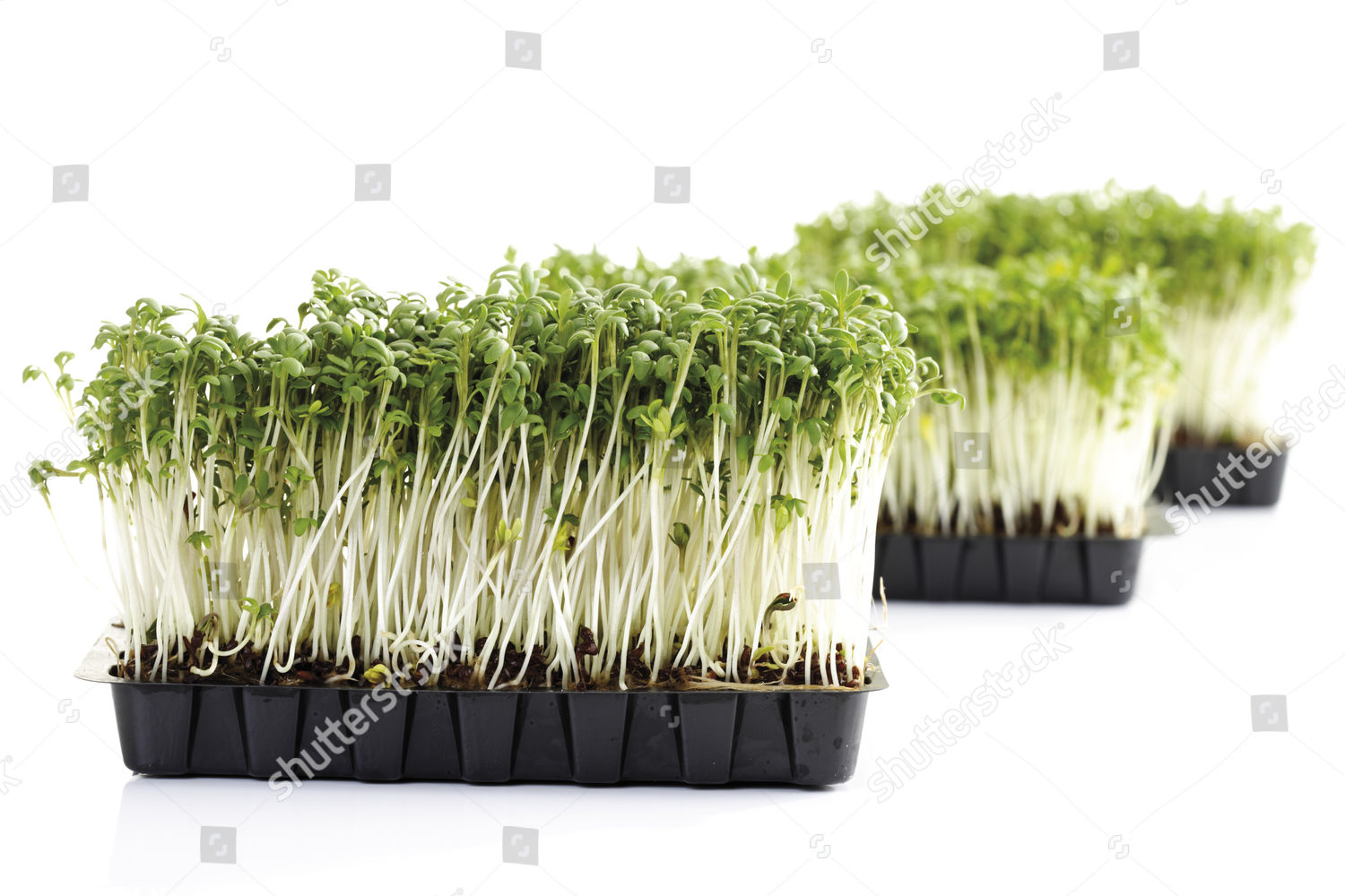 Garden Cress Pepper Grass Lepidium Sativum Editorial Stock Photo ...