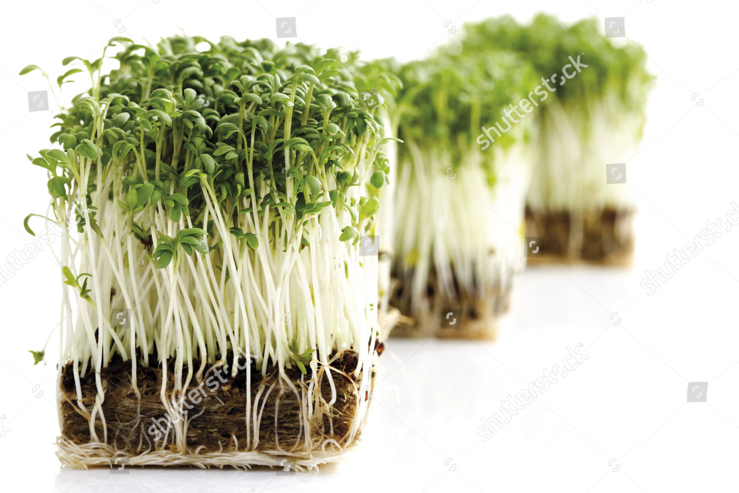 Garden Cress Pepper Grass Lepidium Sativum Editorial Stock Photo ...