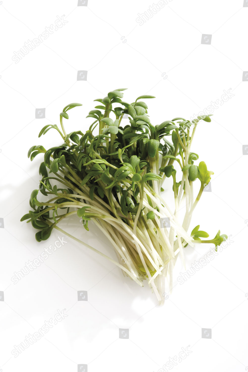 Garden Cress Pepper Grass Lepidium Sativum Editorial Stock Photo ...