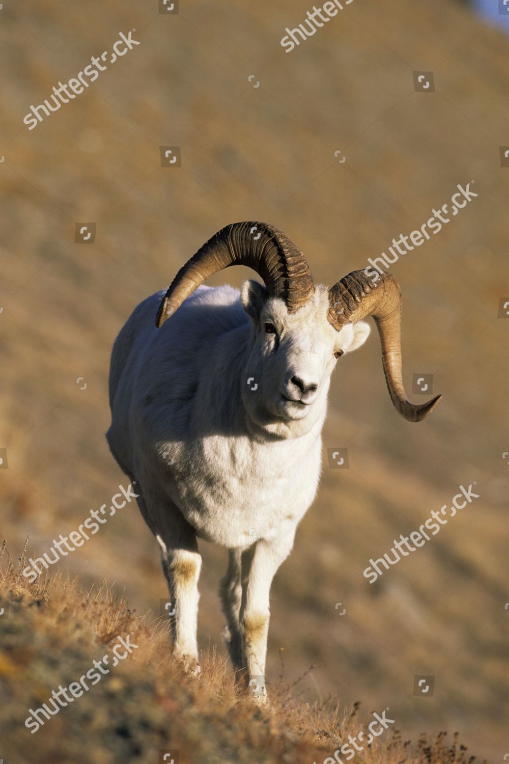 Dall Sheep Ovis Dalli Ram Male Editorial Stock Photo - Stock Image ...