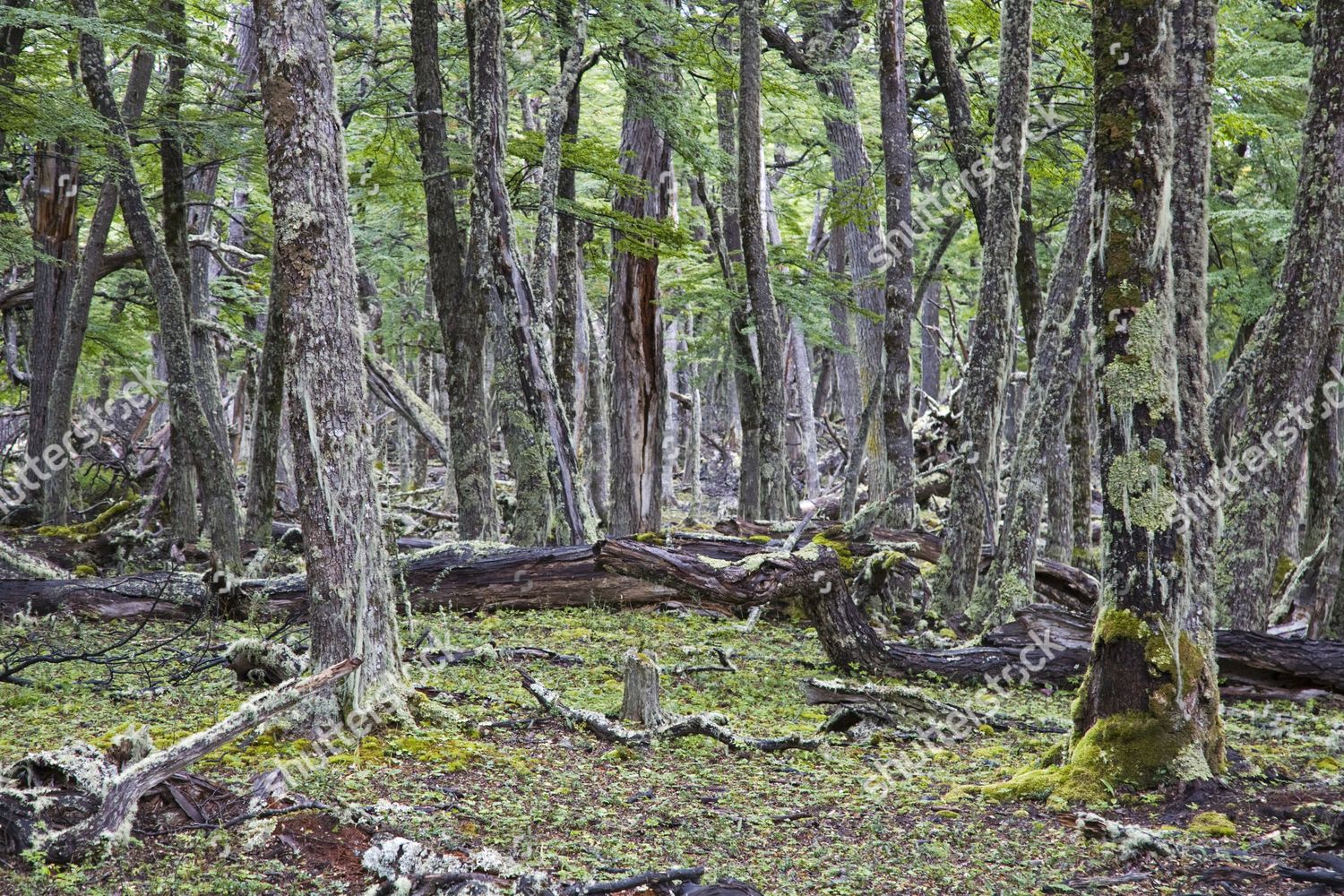 Southern Beeches Nothofagus Forest Onelli Bay Editorial Stock Photo ...