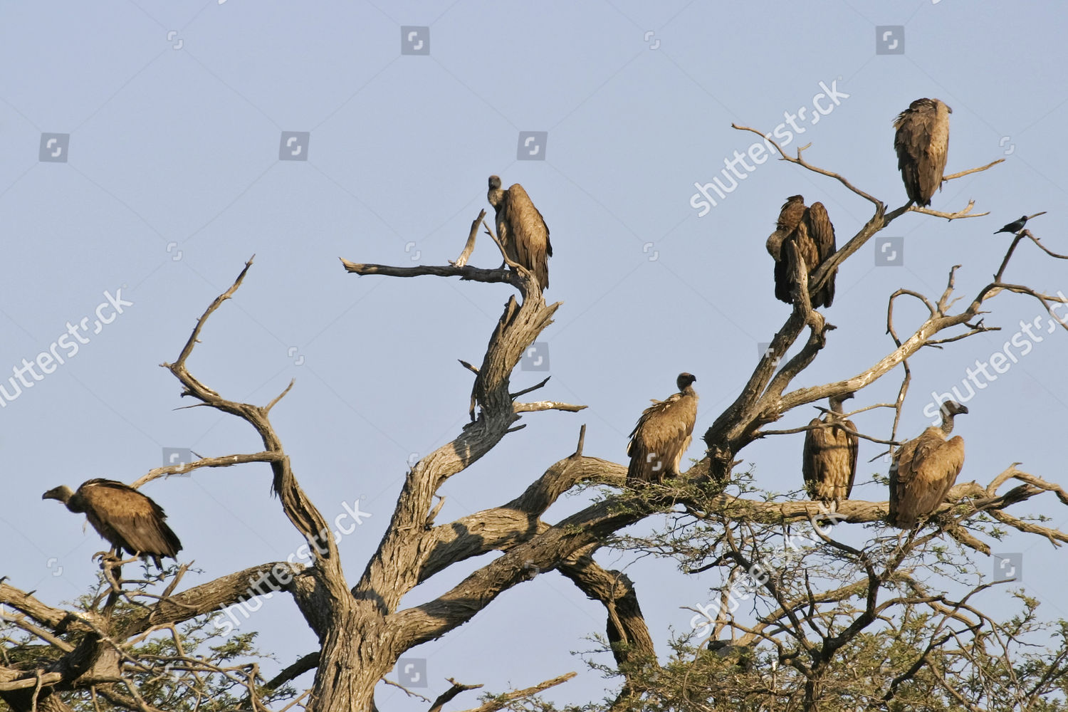 Cape Griffon Cape Vulture Gyps Coprotheres Editorial Stock Photo ...