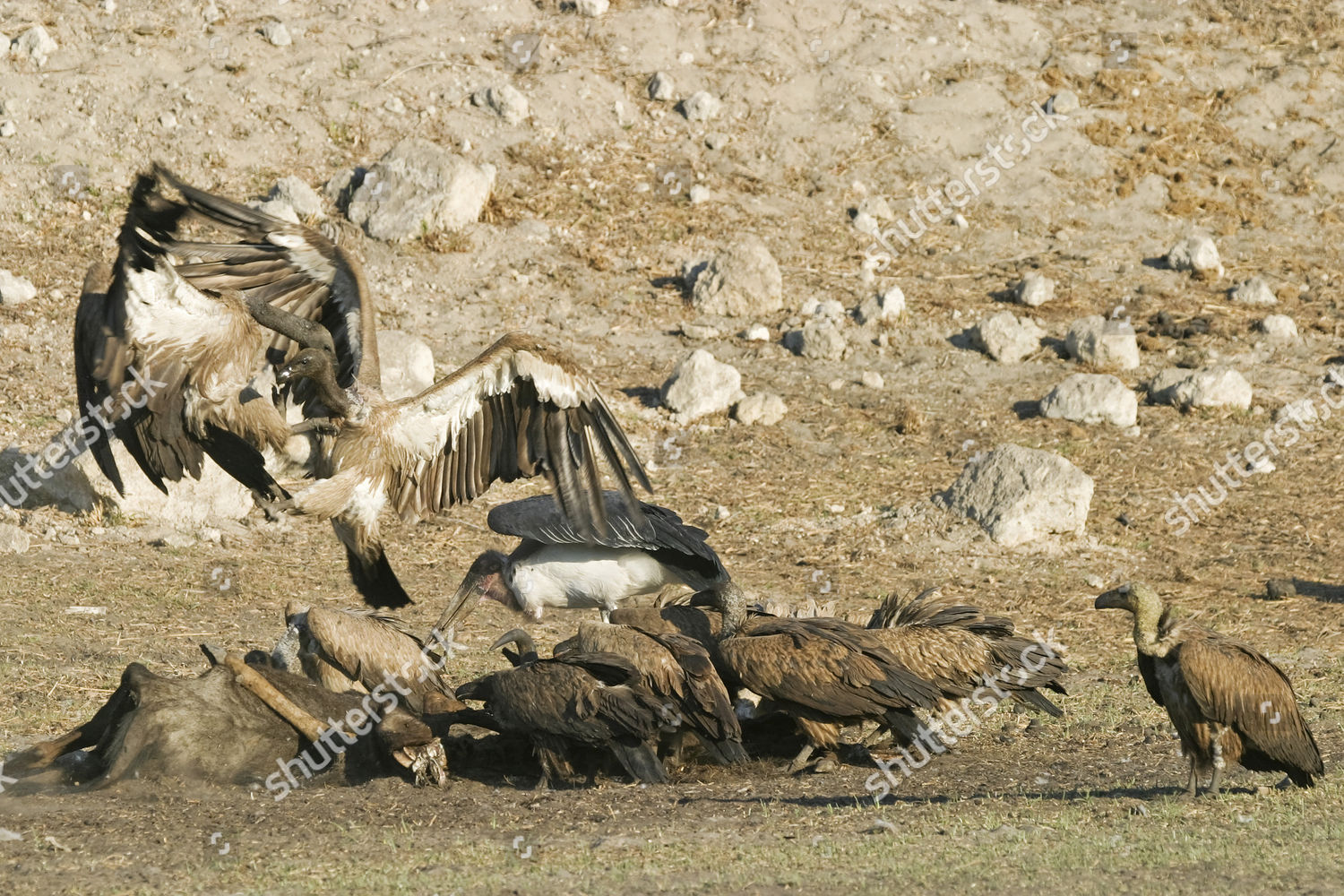 Fighting Cape Griffon Cape Vulture Gyps Editorial Stock Photo - Stock ...