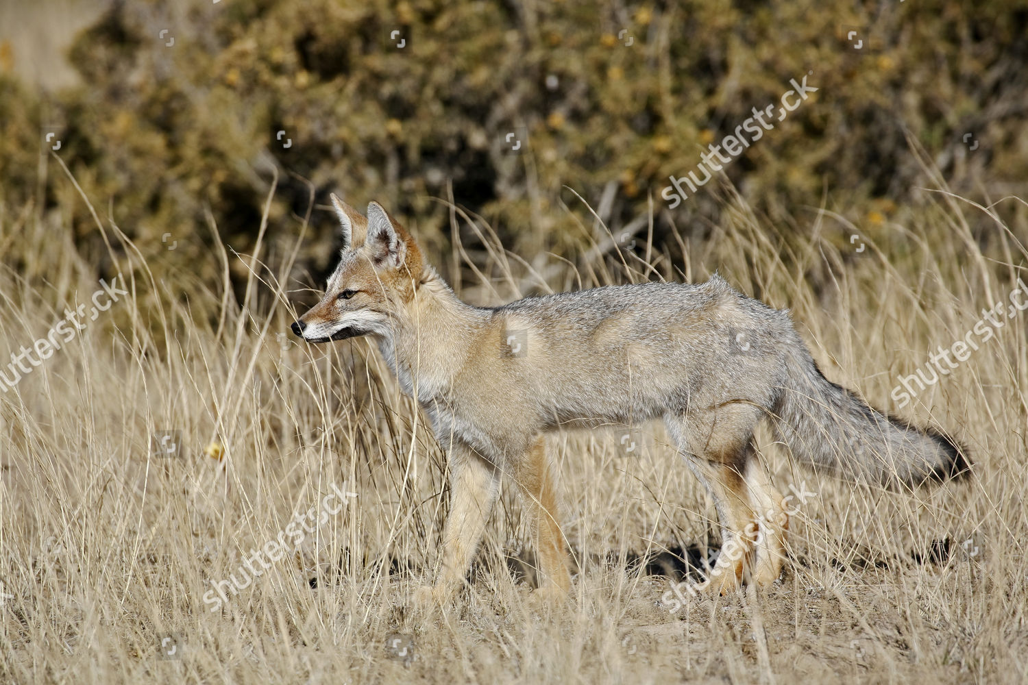 Grey Zorro Pseudalopex Griseus Peninsula Valdes Editorial Stock Photo ...