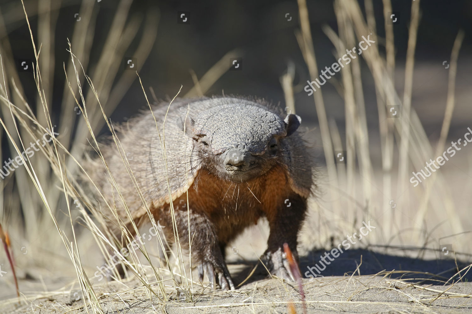Amadillo Dasypodidae Peninsula Valdes Patagonia East Editorial Stock ...