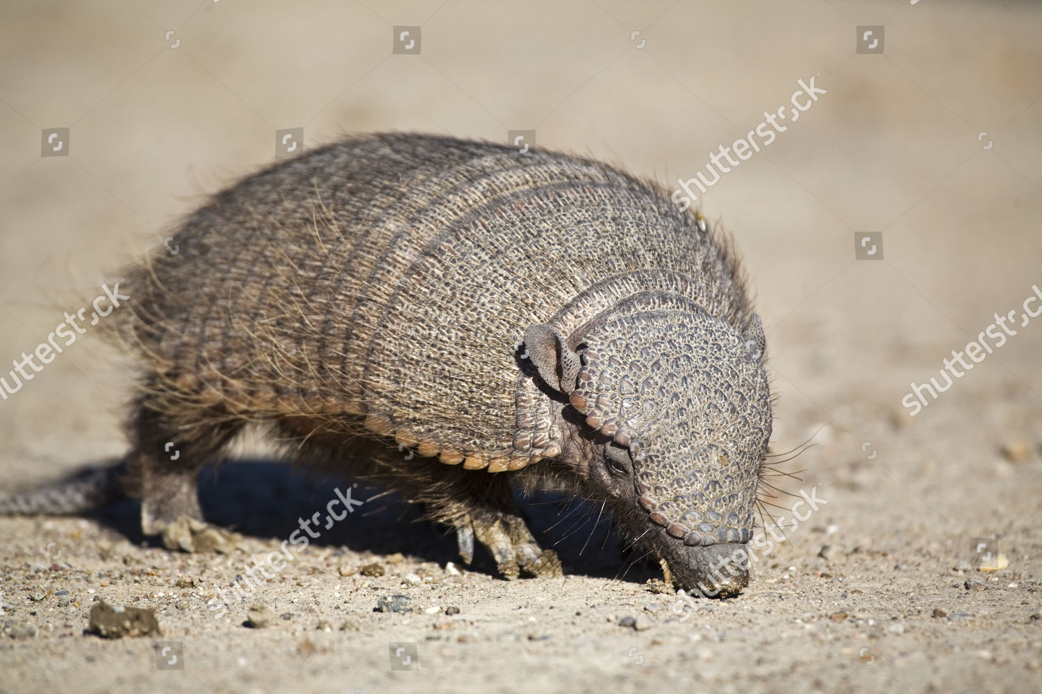 Amadillo Dasypodidae Peninsula Valdes Patagonia East Editorial Stock ...