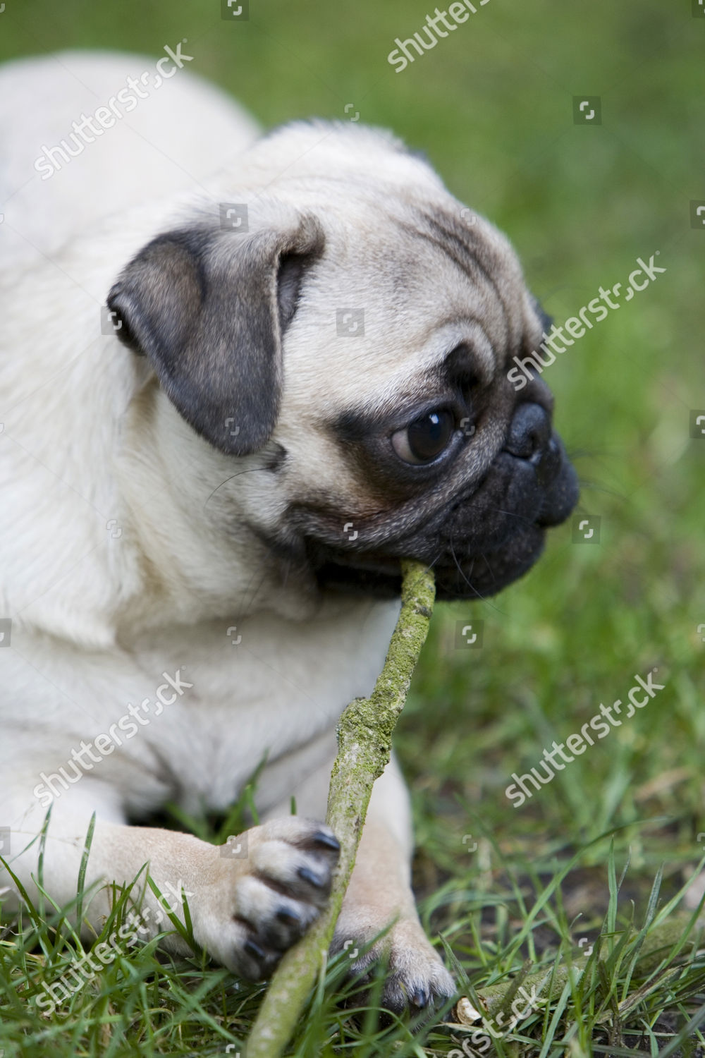 Young Pug Chewing Twig Editorial Stock Photo - Stock Image | Shutterstock