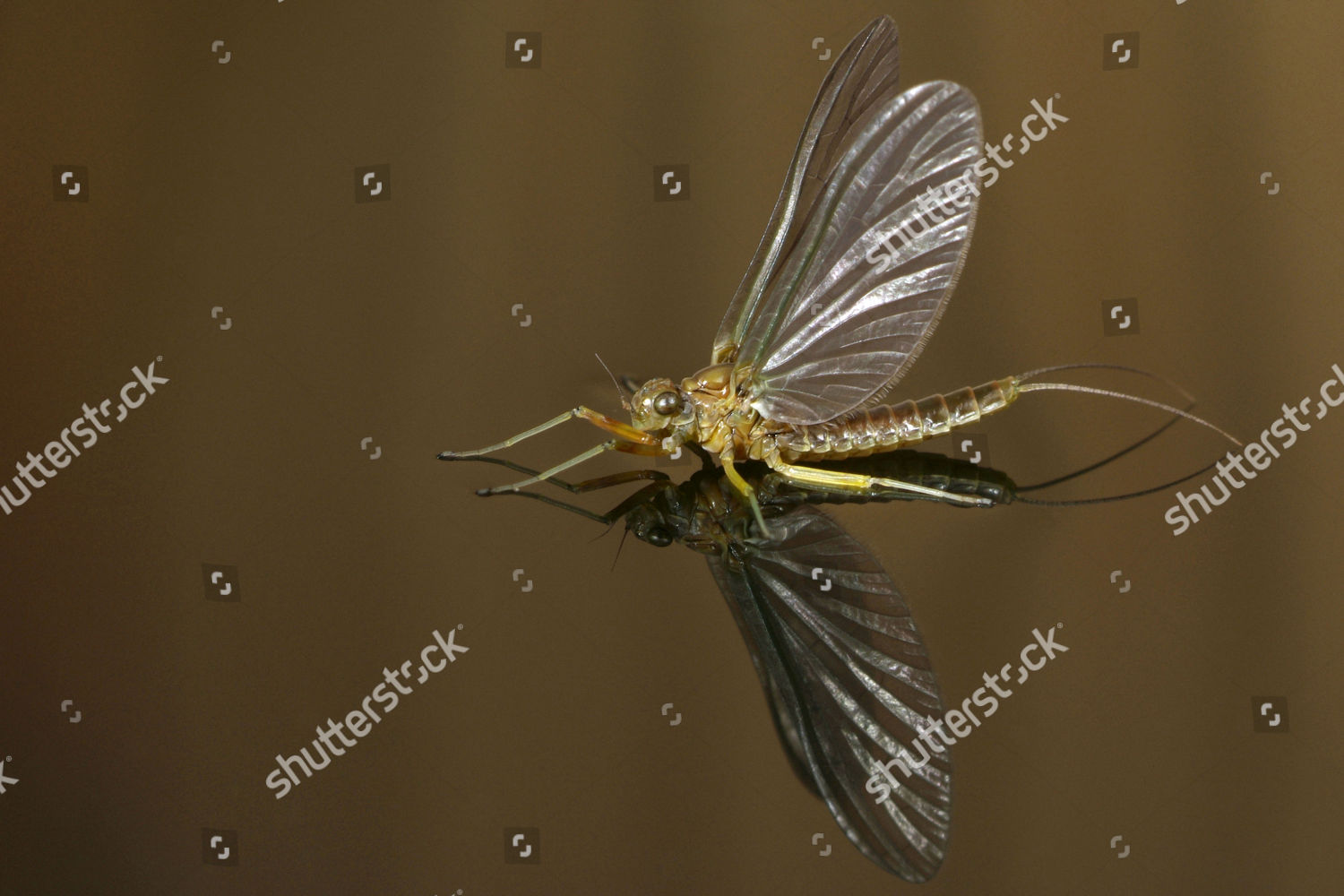 Mayfly Ephoron Virgo Editorial Stock Photo - Stock Image | Shutterstock