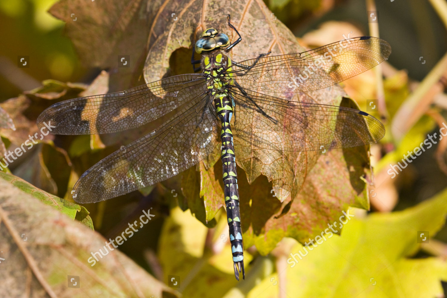 Common Hawker Sedge Darner Aeshna Juncea Editorial Stock Photo - Stock ...