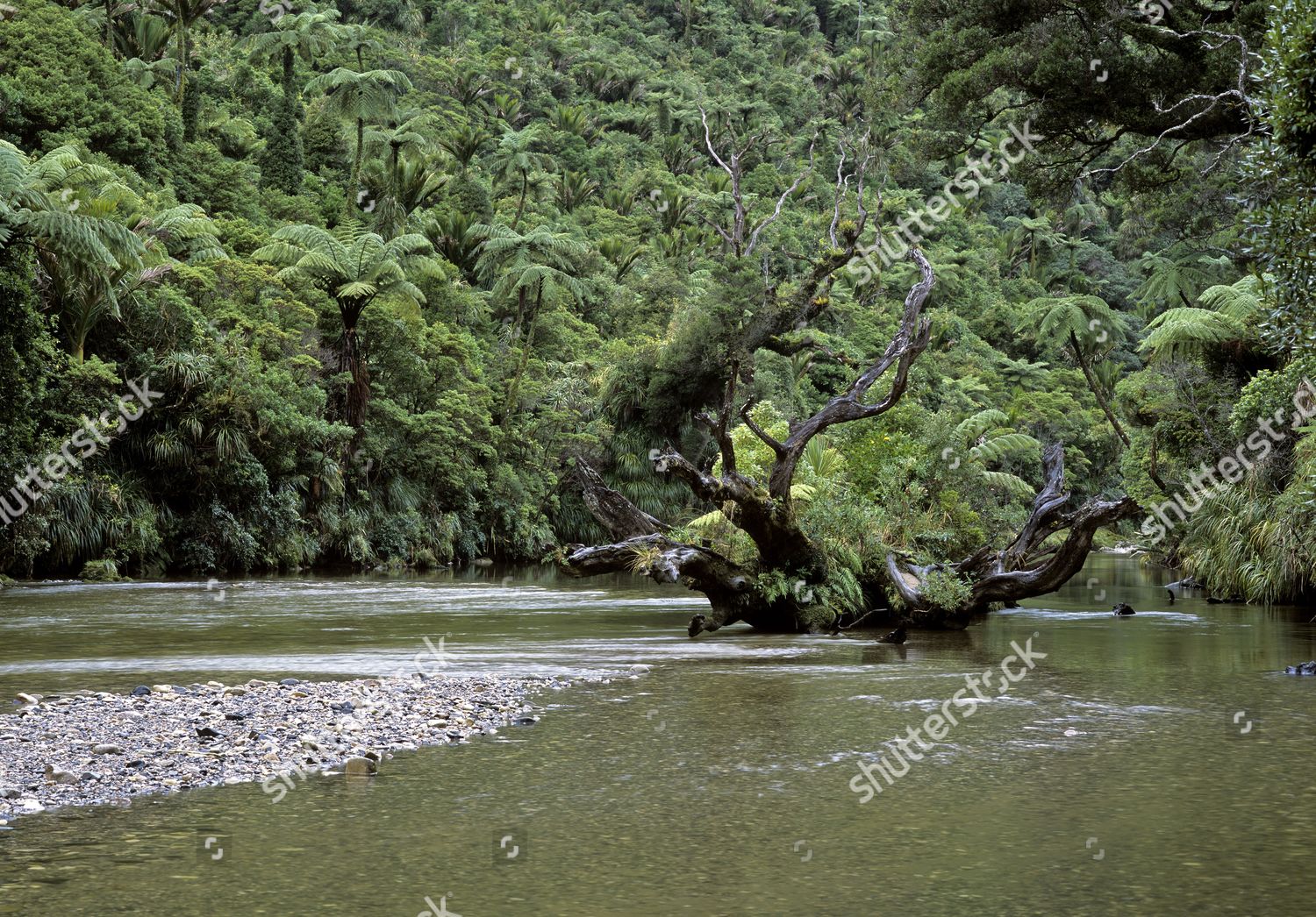 Limestone Formations Pororari River Punakaiki National Editorial Stock ...